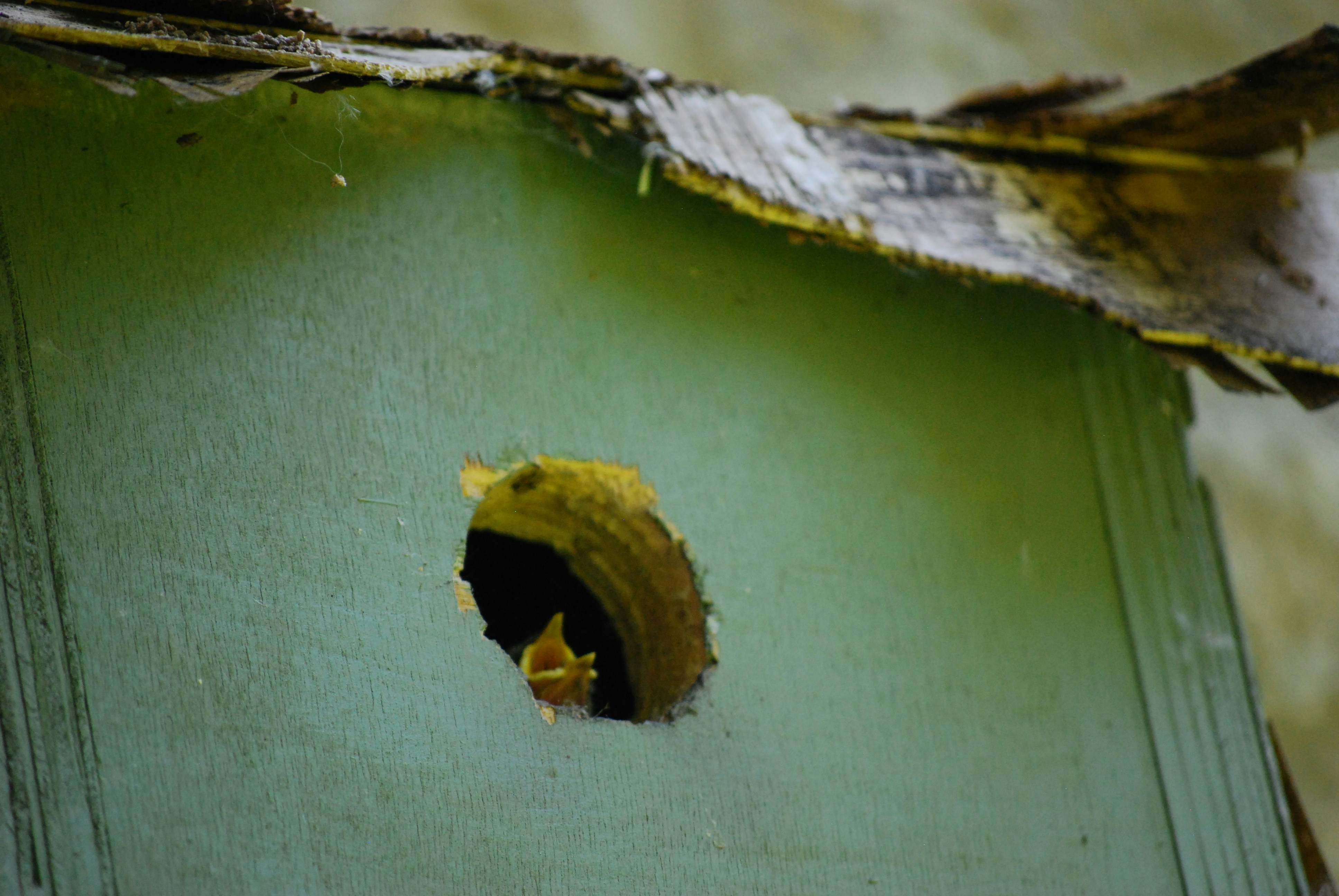 Nest of Silence: A Hole in Weathered Green Wood