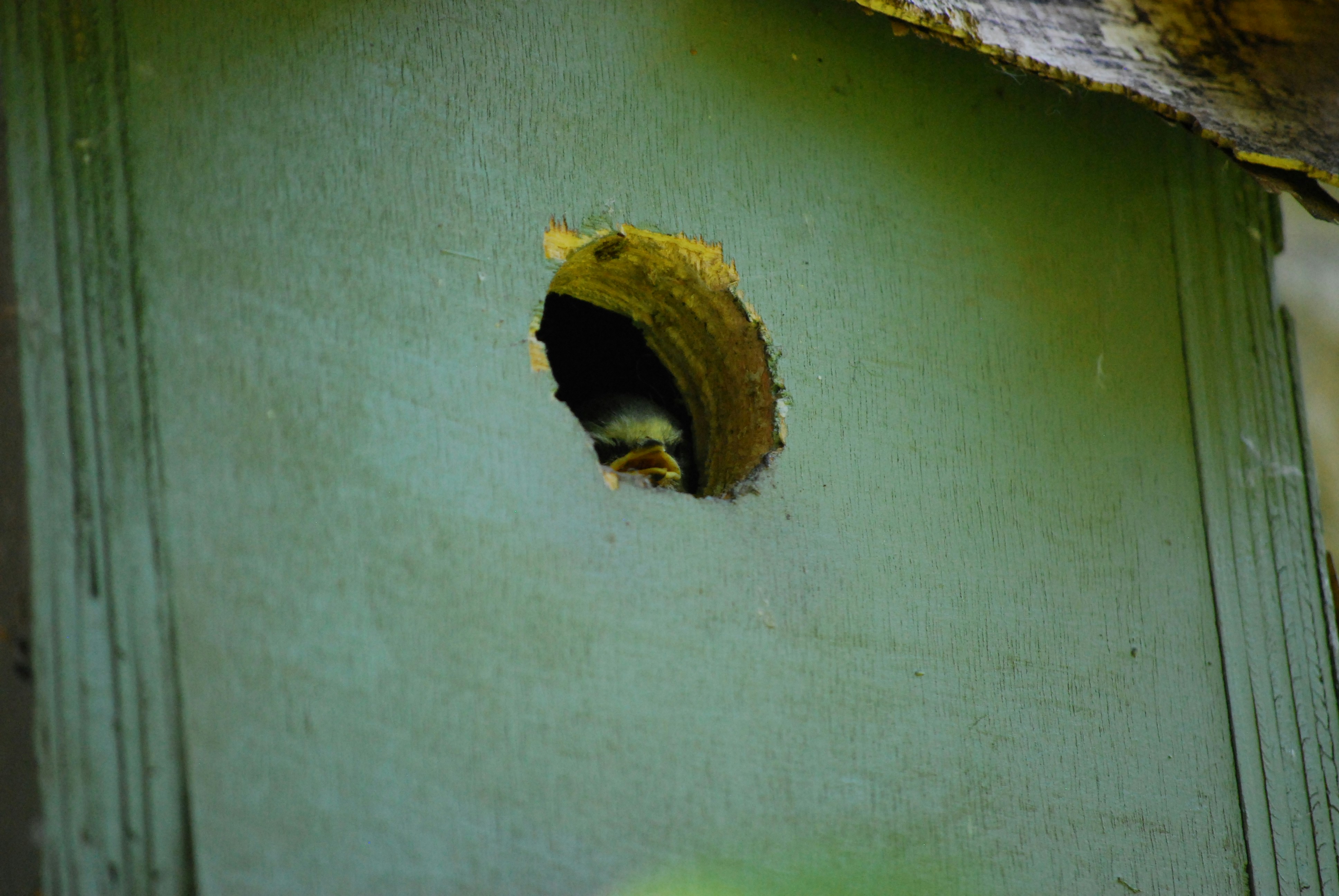 A Lone Hole in Weathered Green Wood