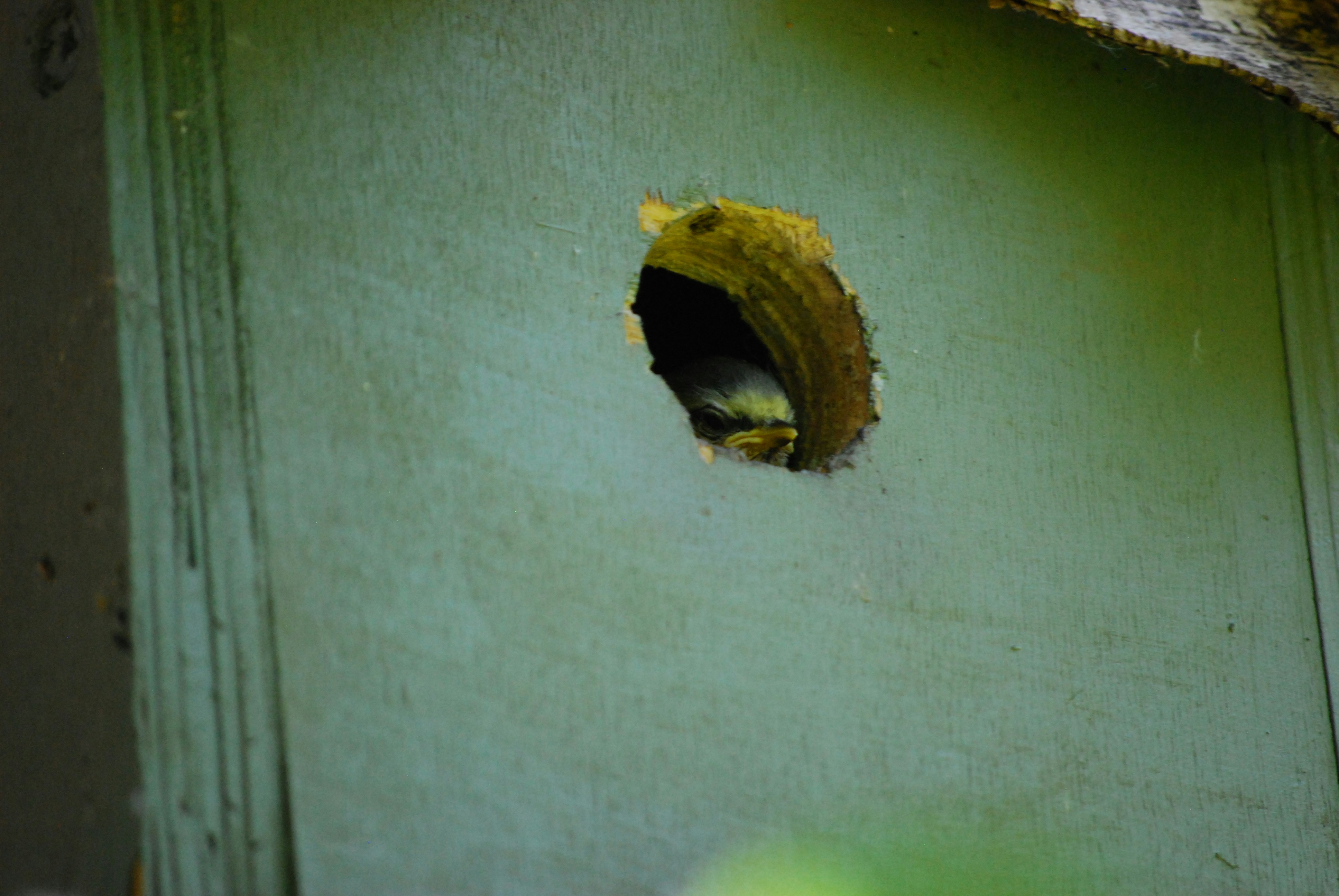 Masked in Green: A Circular Exit in Weathered Wood