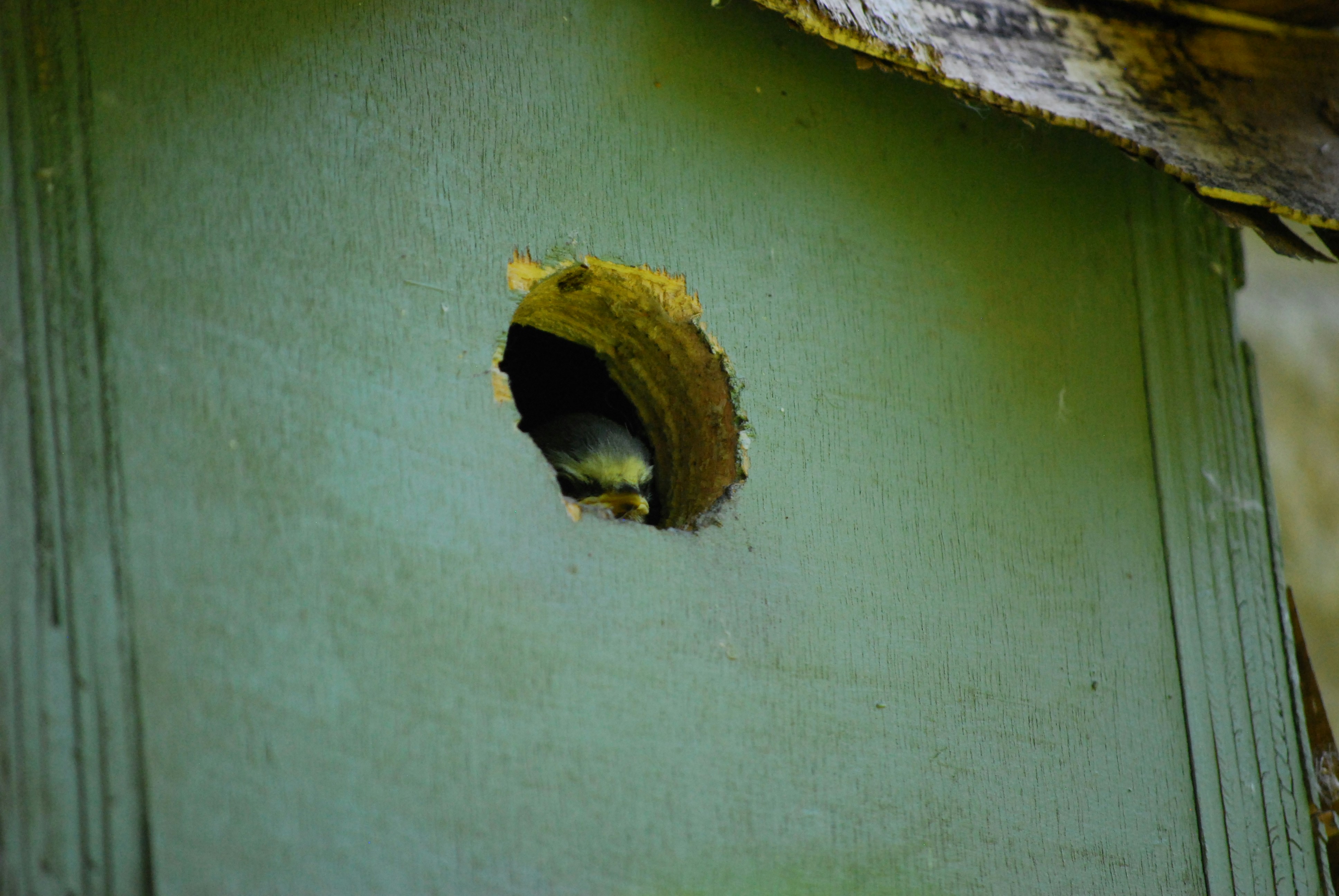 Hole in the Green Volume: A Bee's Exit from a Weathered Birdhouse