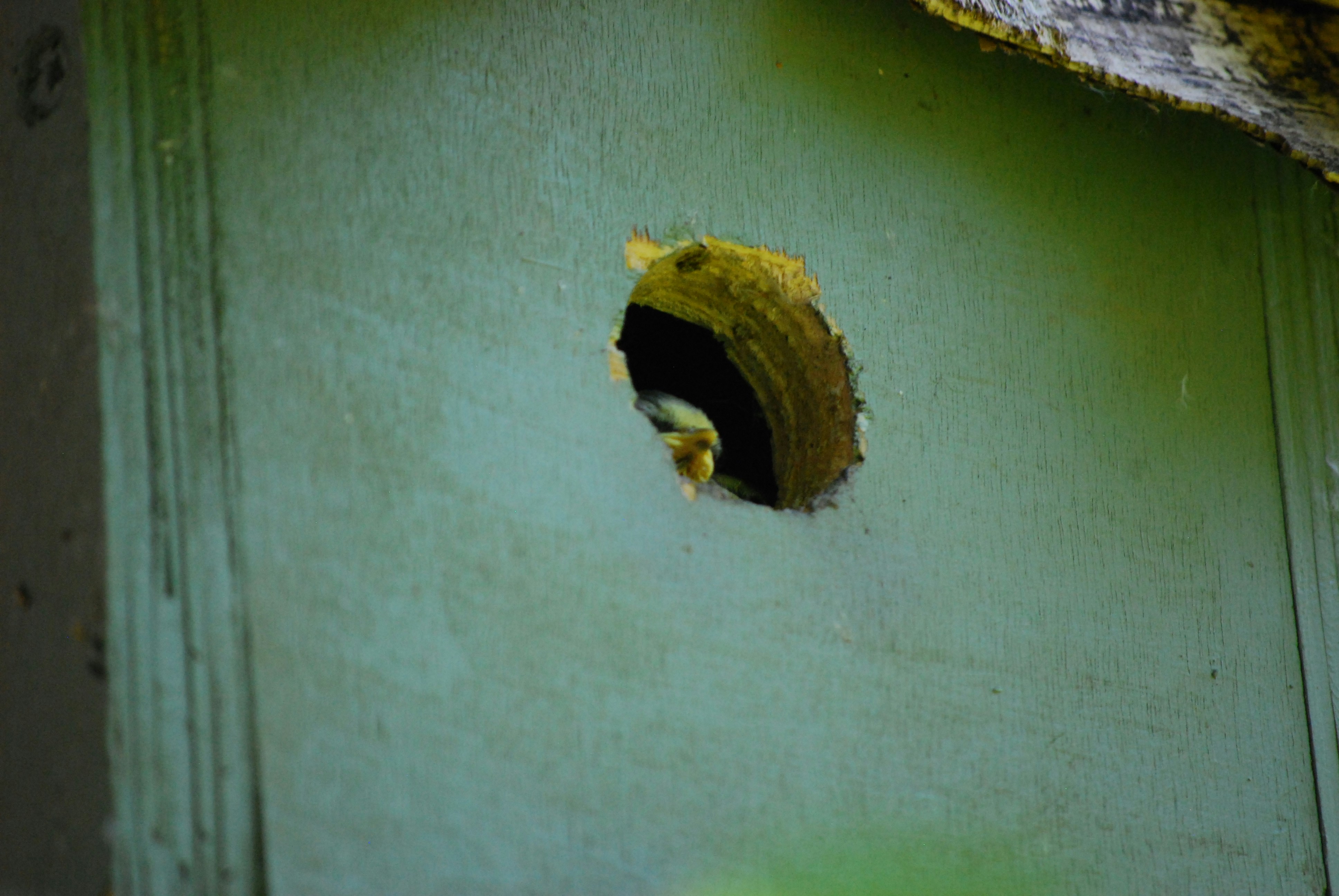 Hole in a Weathered Green Door