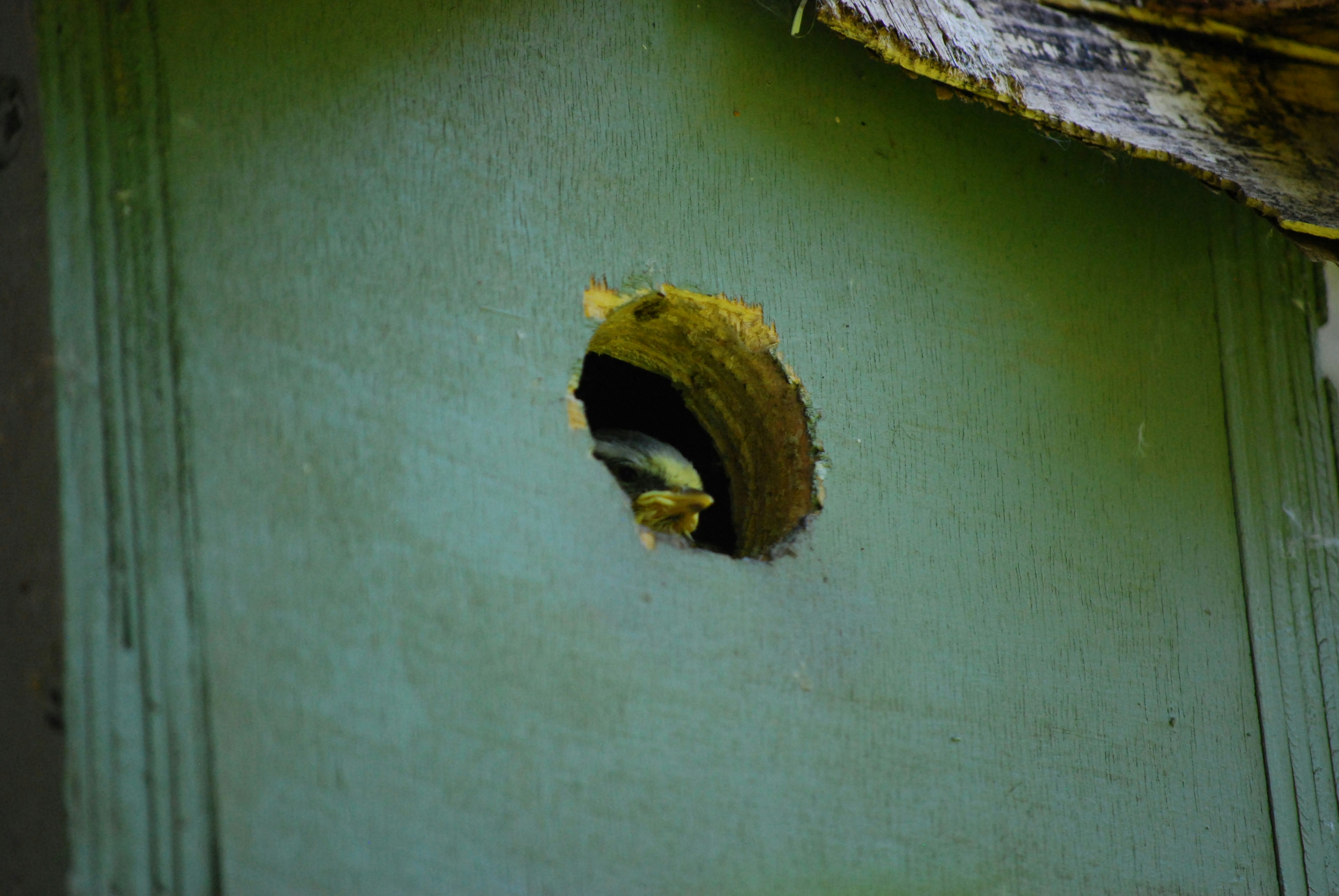 Hole in a Weathered Green Door: A Quiet Portal