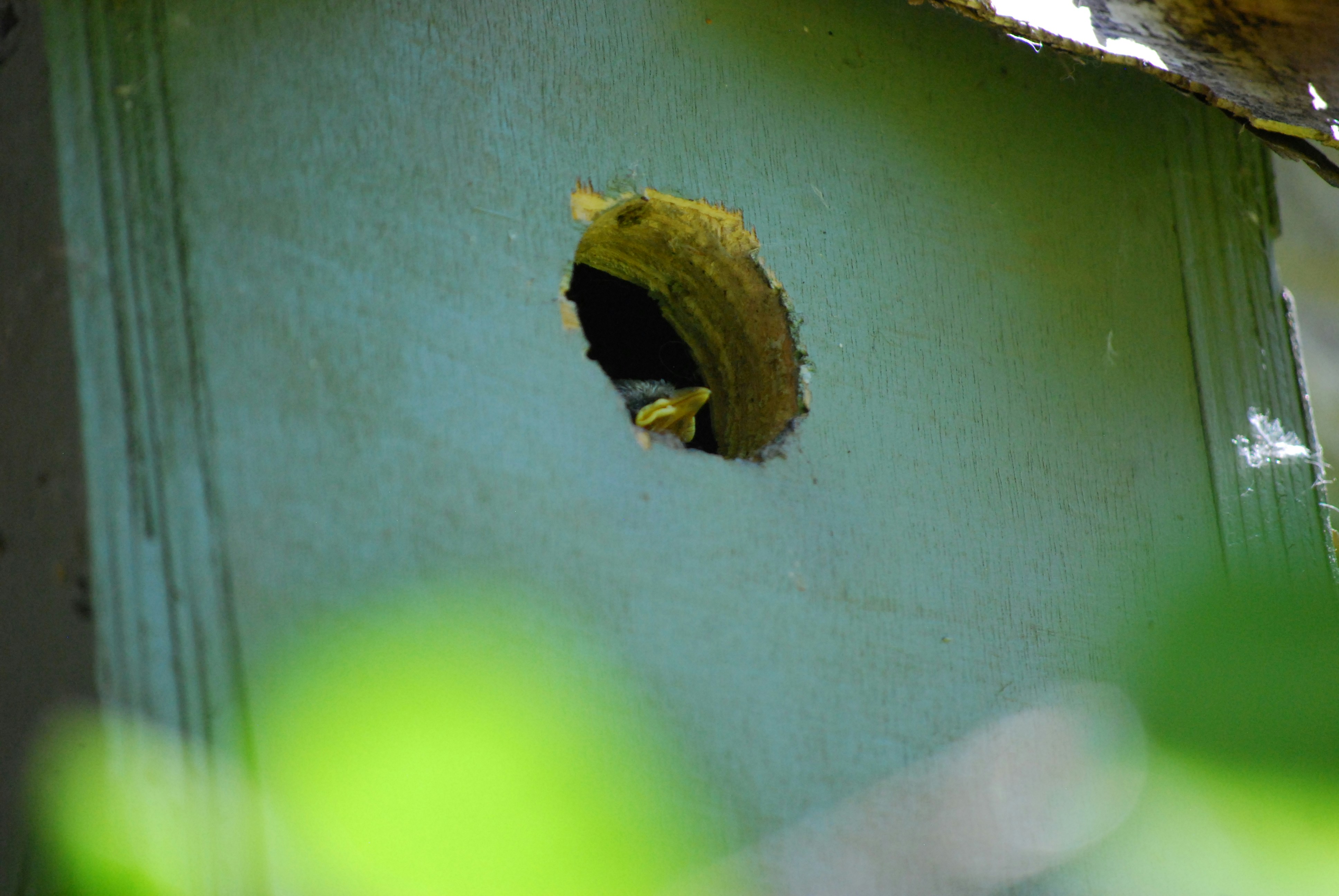 Peeking Resident: A Bird in the Hole of a Weathered Door