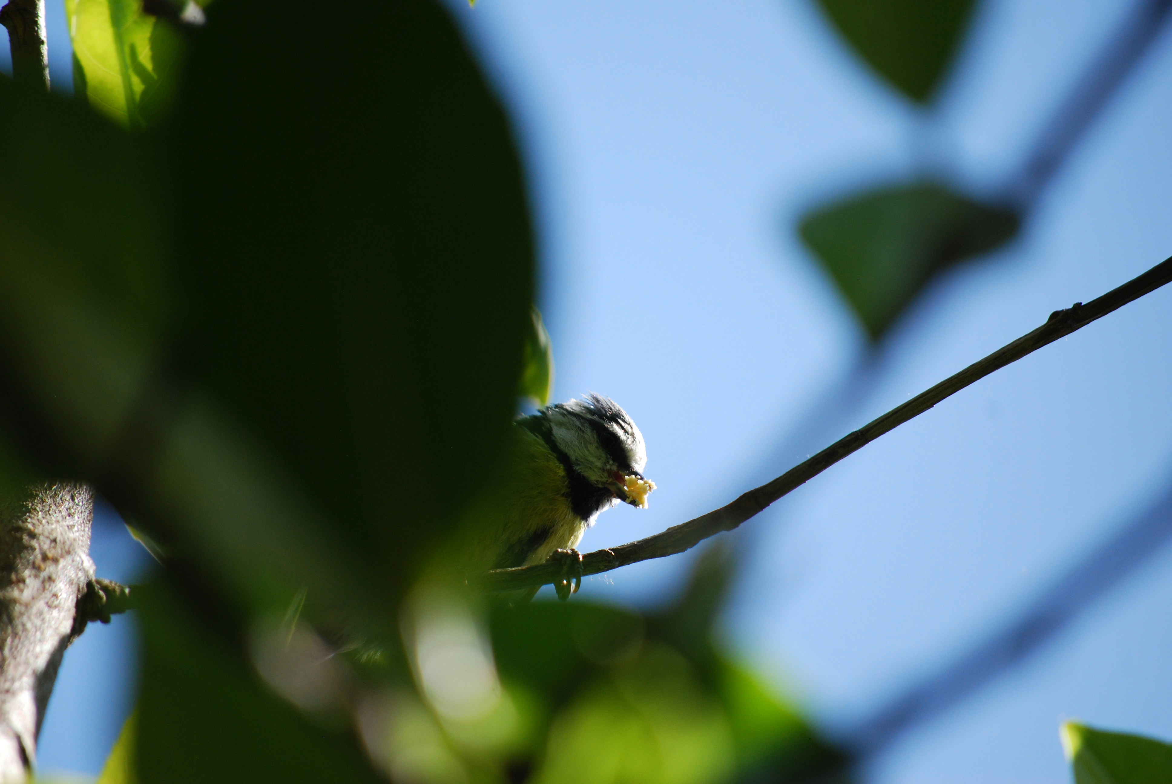Bird perched on a slender branch breaking through a canopy of blue sky