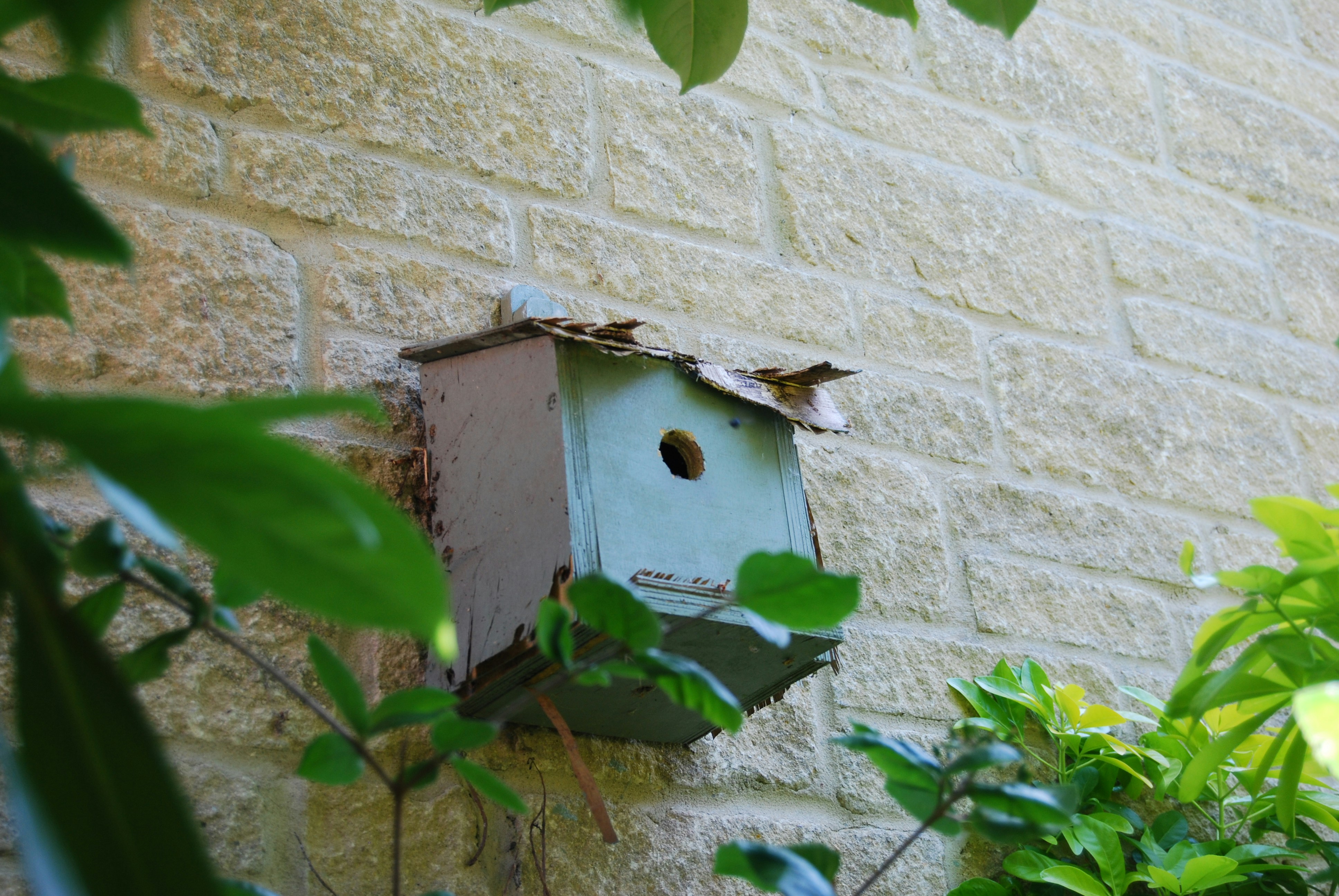 Nest Box on a Weathered Wall, Surrounded by Greenery