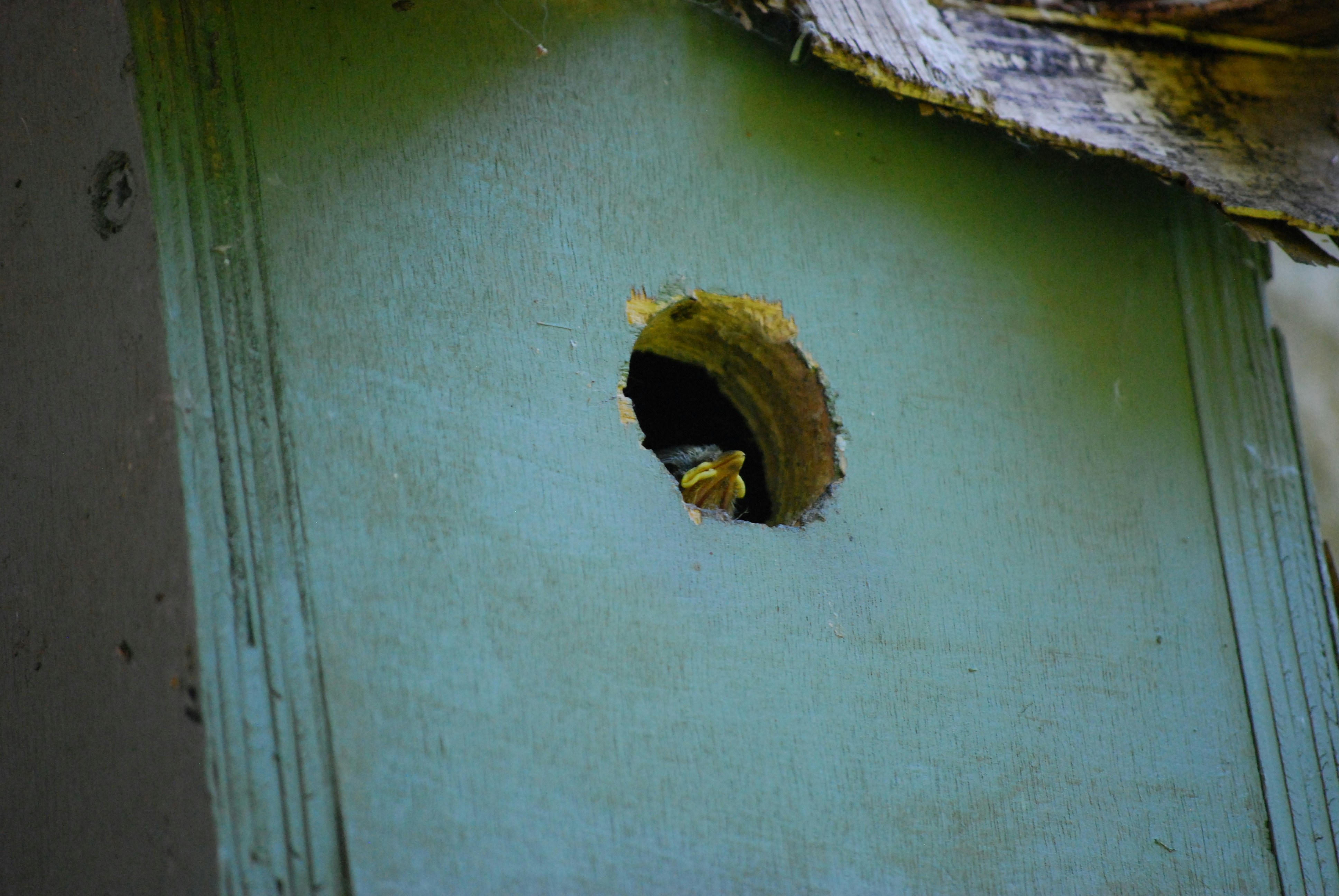 Hole in a Weathered Teal Panel: Hidden Detail Revealed
