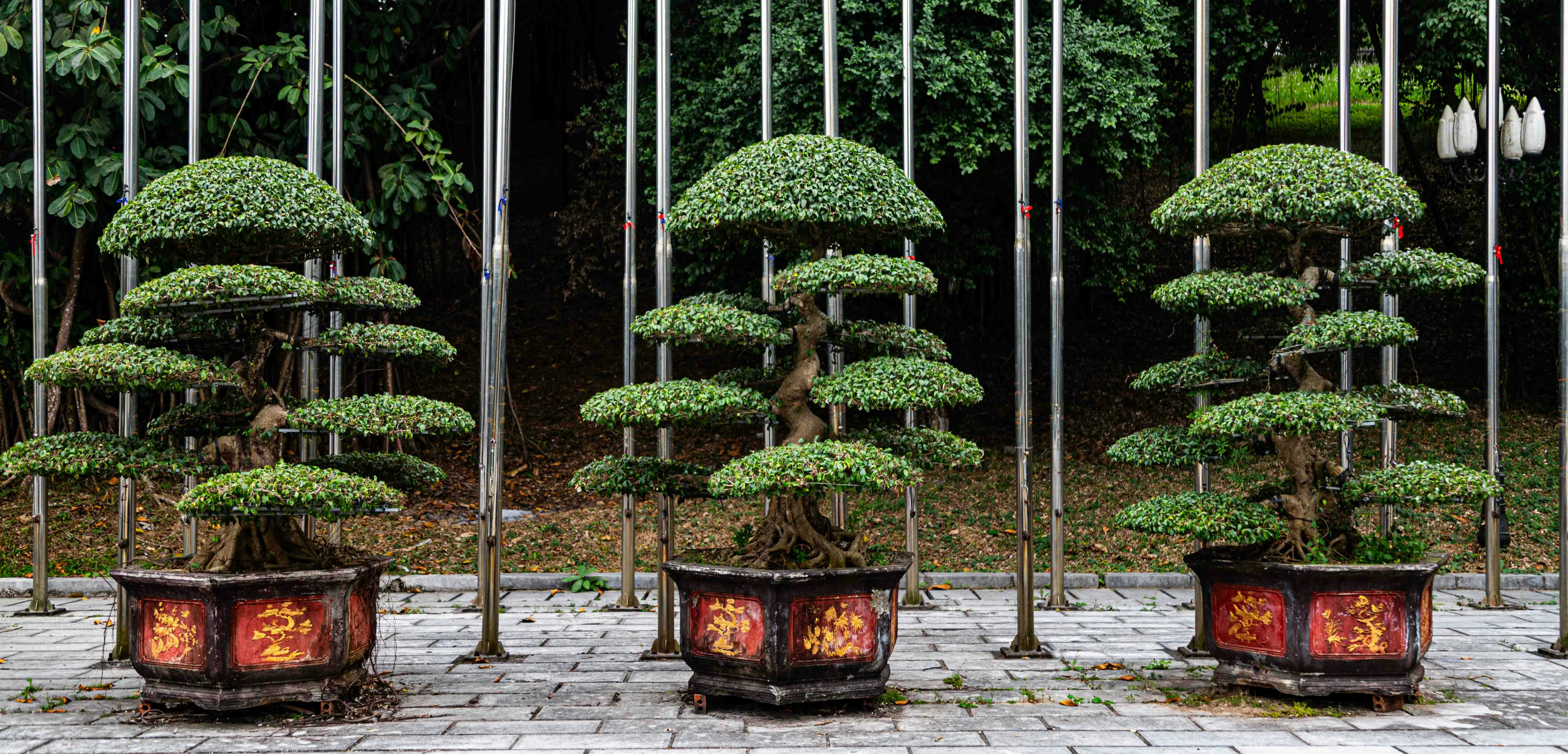 Triple Bonsai Row: Terracotta Planters Under Quiet Metal Poles