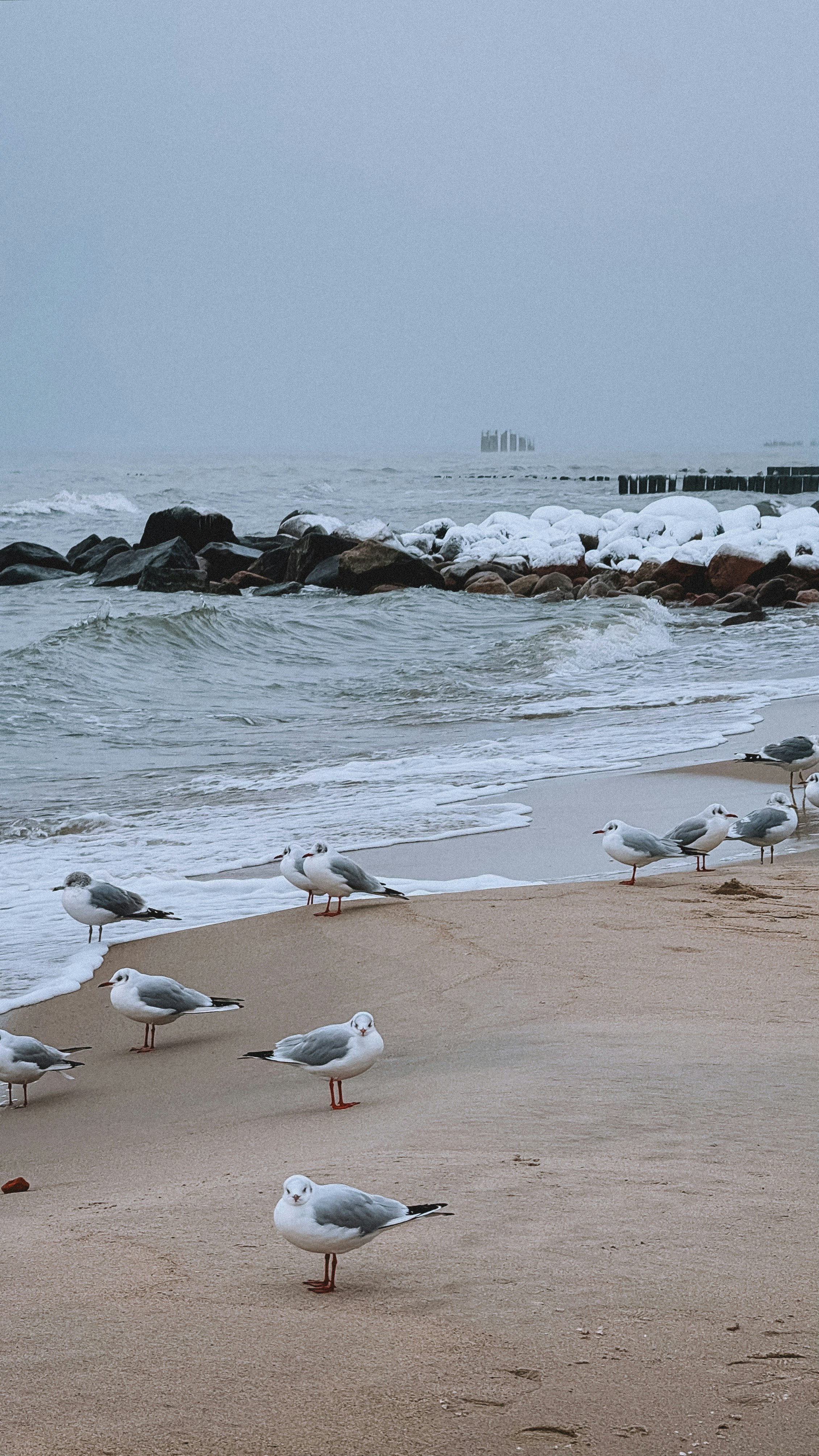 Seaside Gull Parade on a Quiet Beach