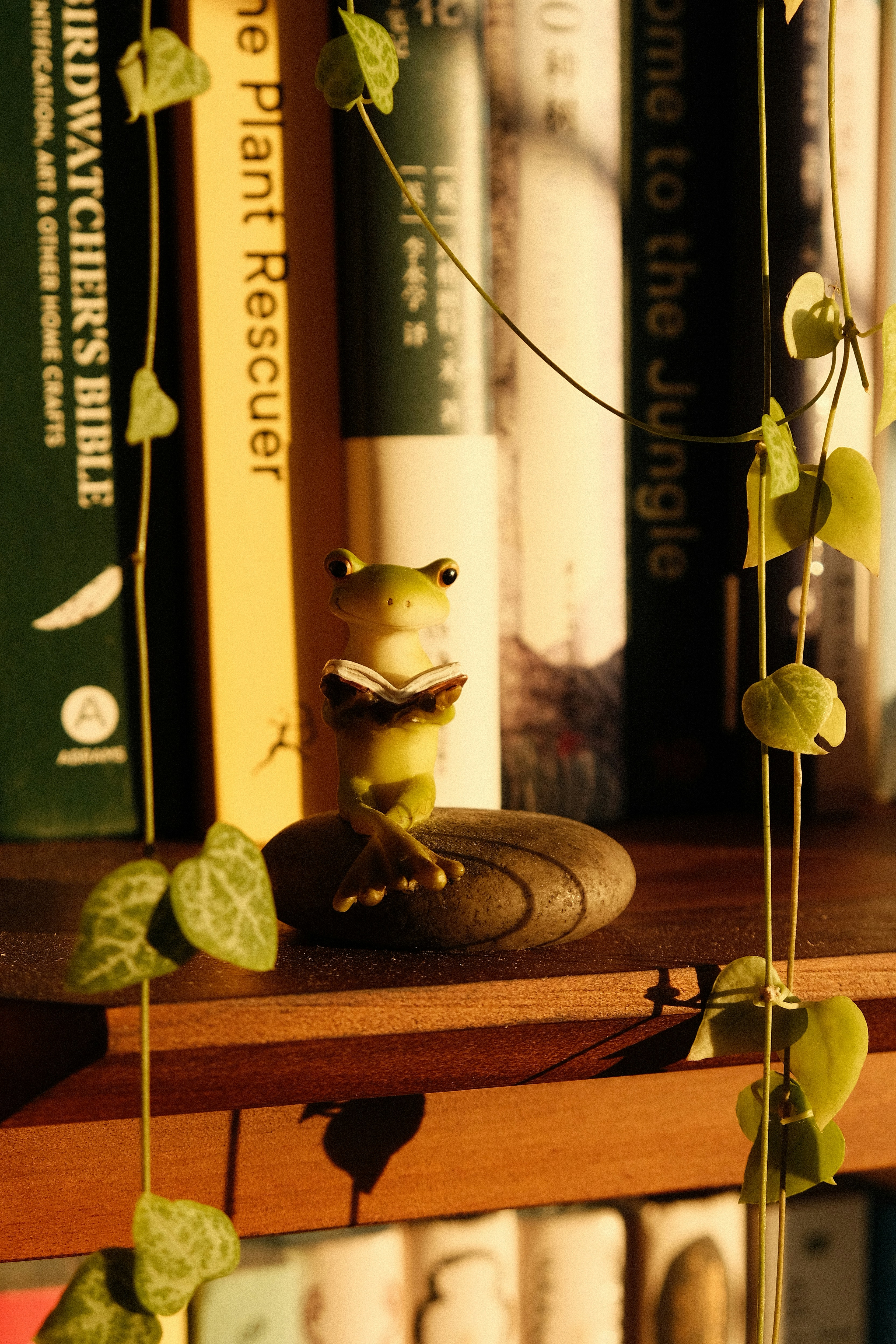 Reading Rook on a Bookshelf: A Frog's Quiet Study