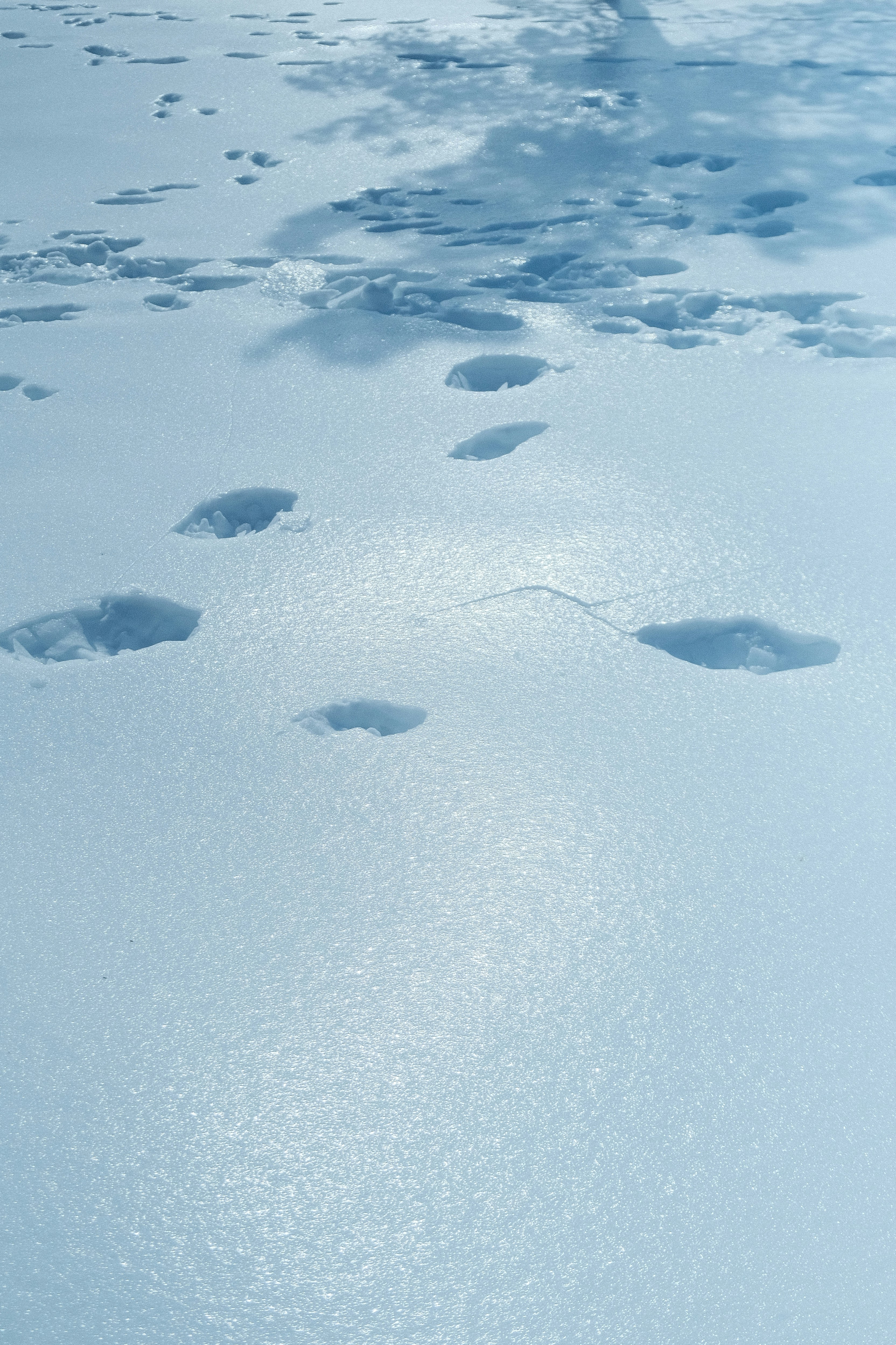 Footprints in Glacial Quietude