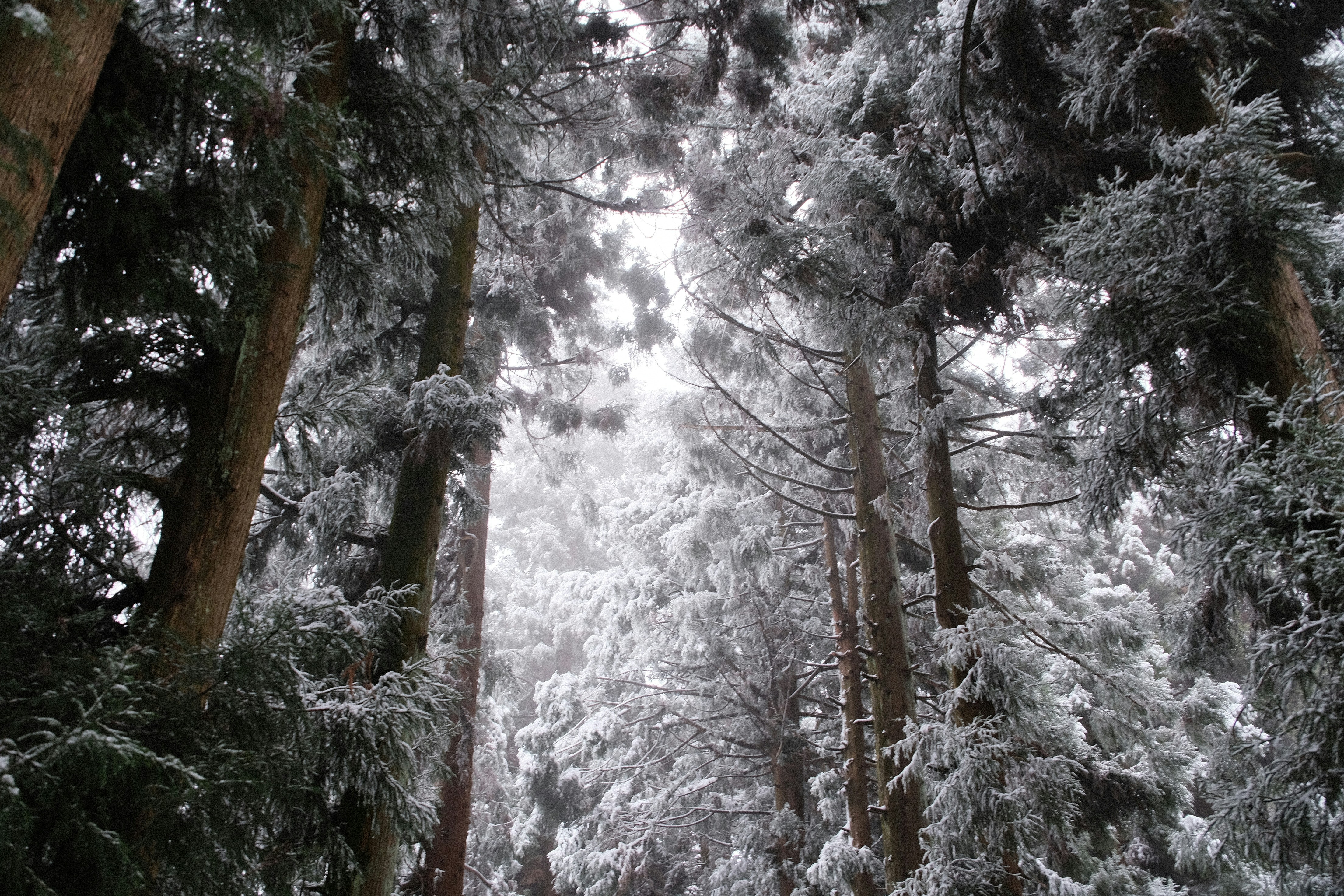 Snowbound Cathedral: A Forest of Quiet Giants