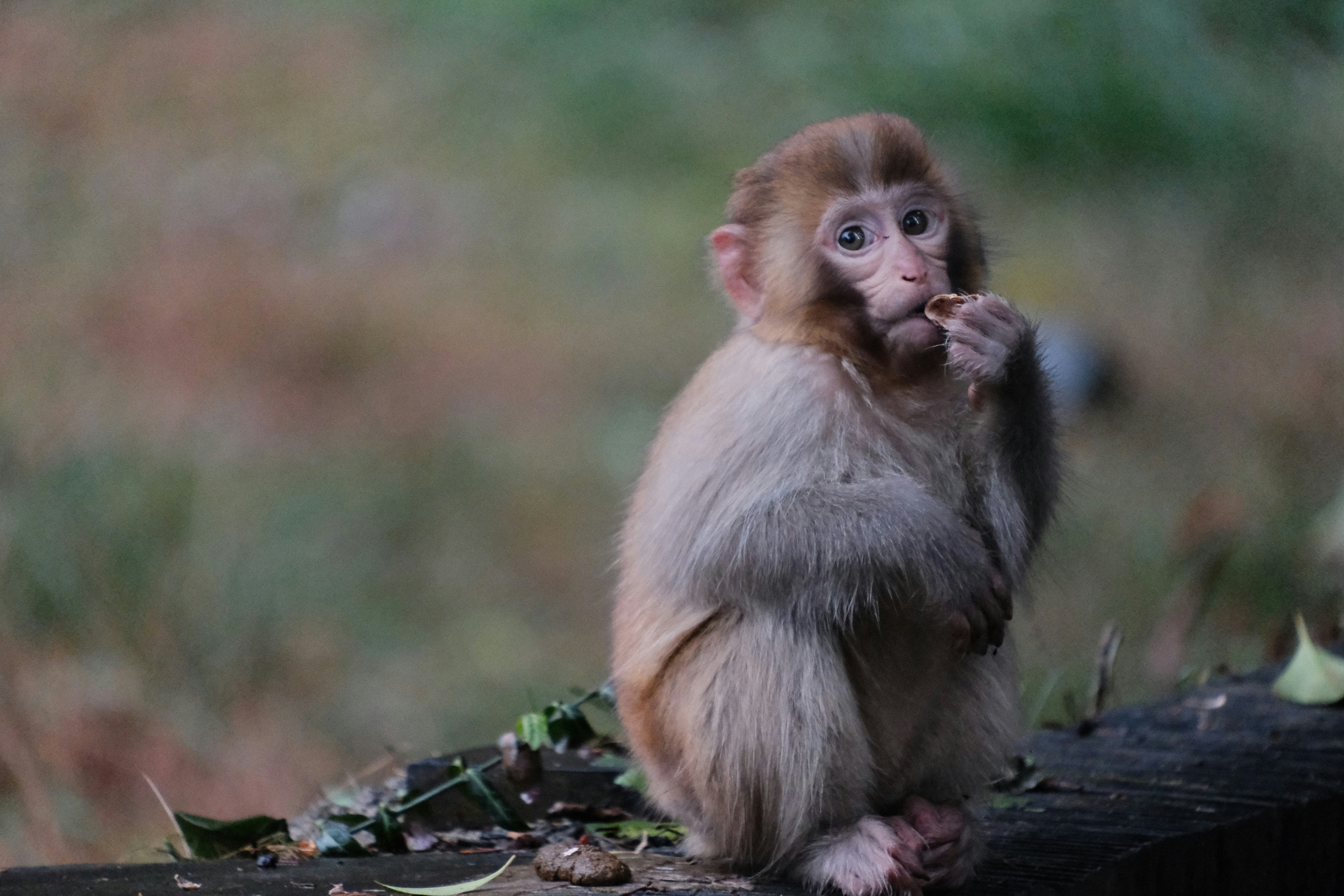 Curious Hands: A Young Capuchin at the Edge of Sleep