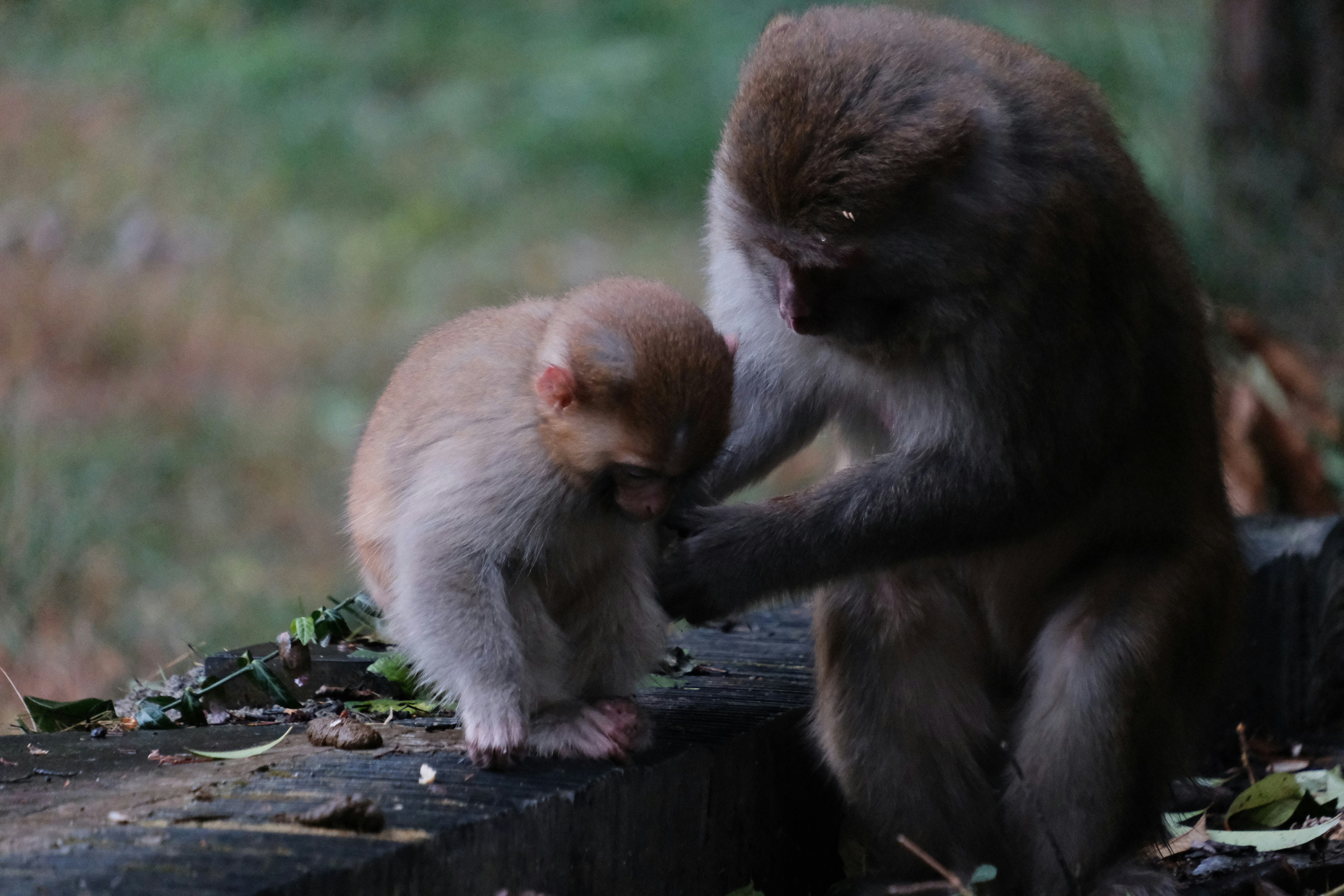 Gentle Bond: A Mother Monkey Grooms a Curious Fledgling