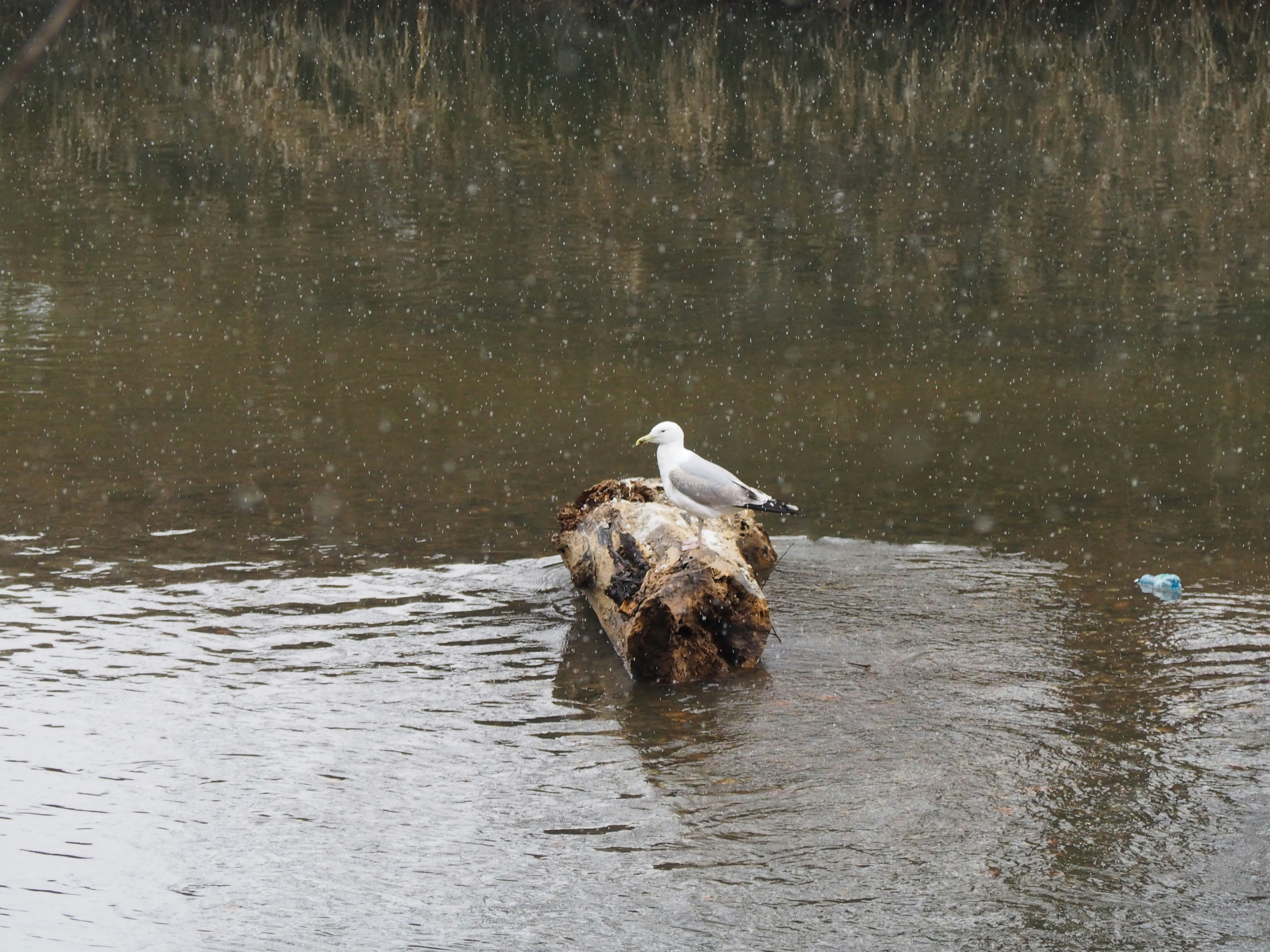 Seagull Sentinel on a Weathered Log