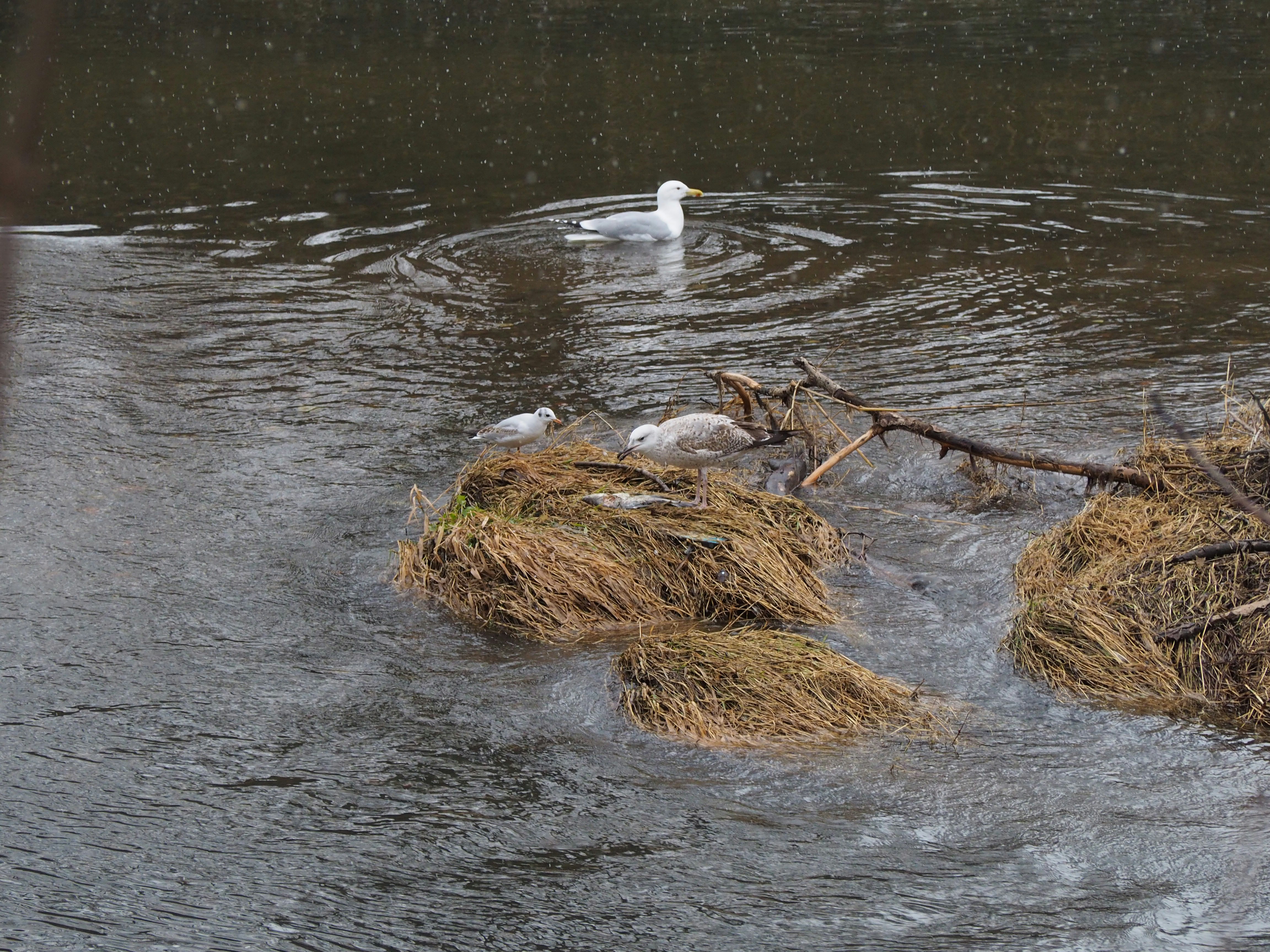 Swans and Nesting Tufts on a Morning River