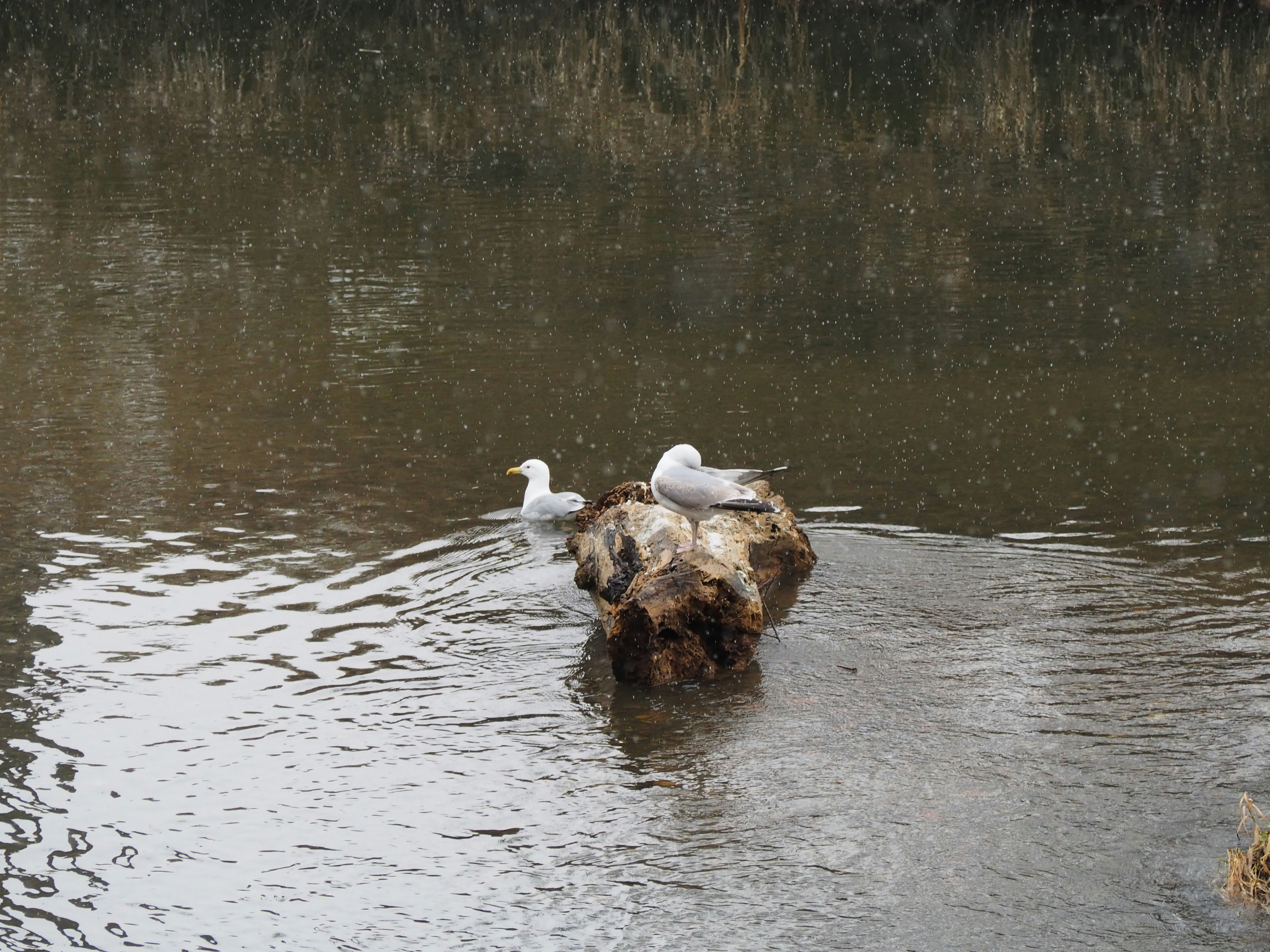 Seagulls on a solitary rock in a tranquil pond