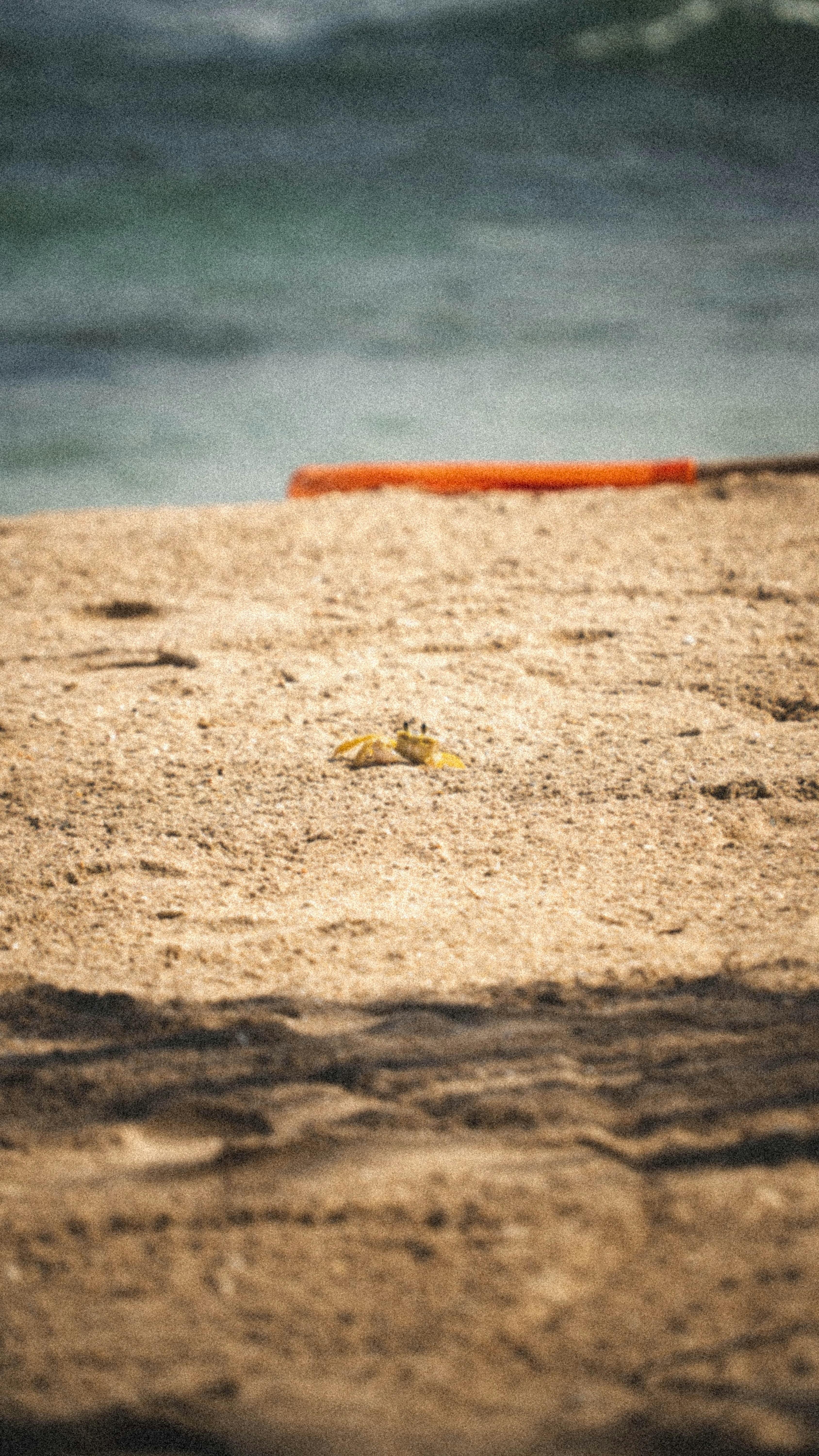 Crab on a Quiet Shoreline Under Soft Evening Light