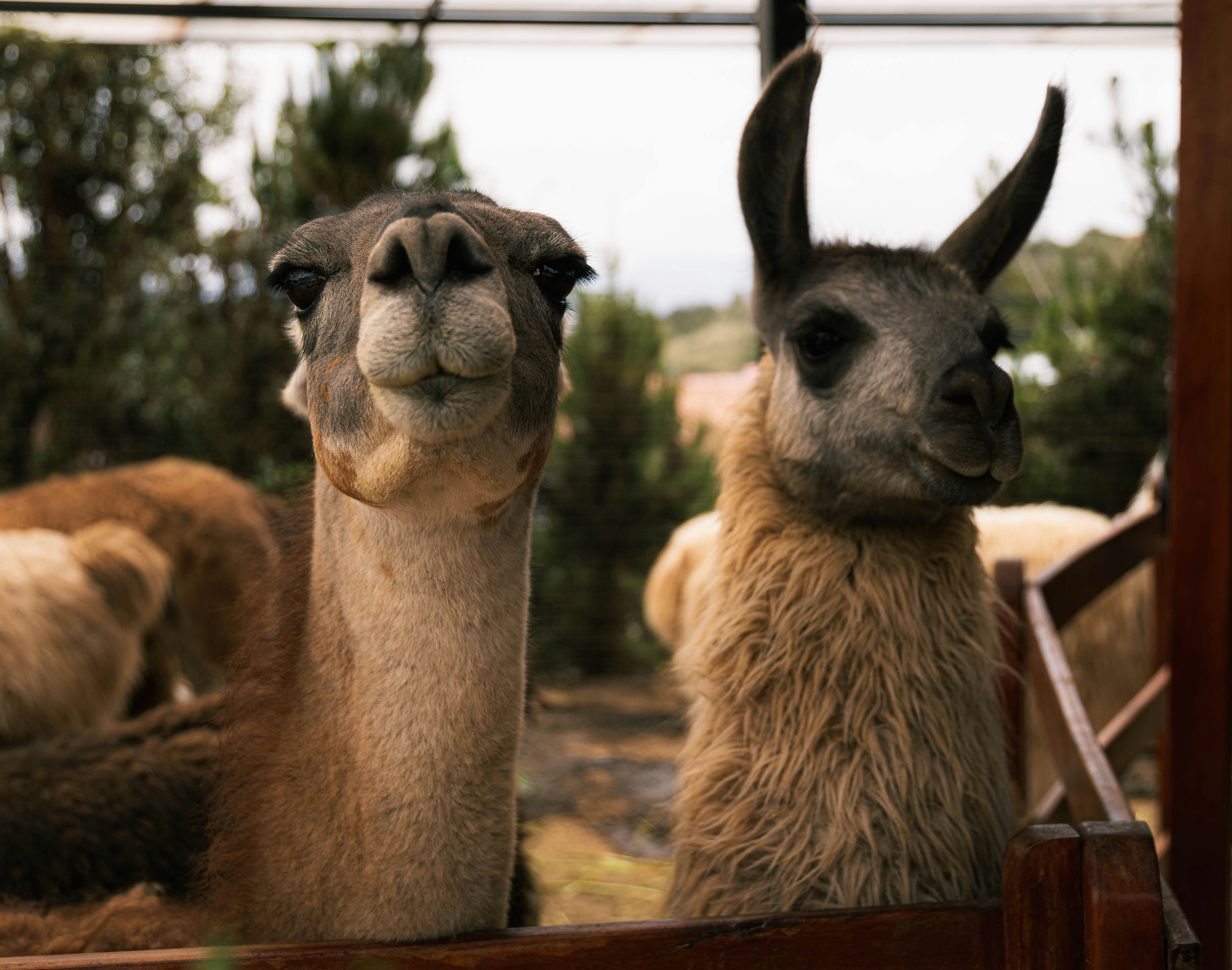 Two Curious Llamas Peer Over the Stall, Meeting the Camera