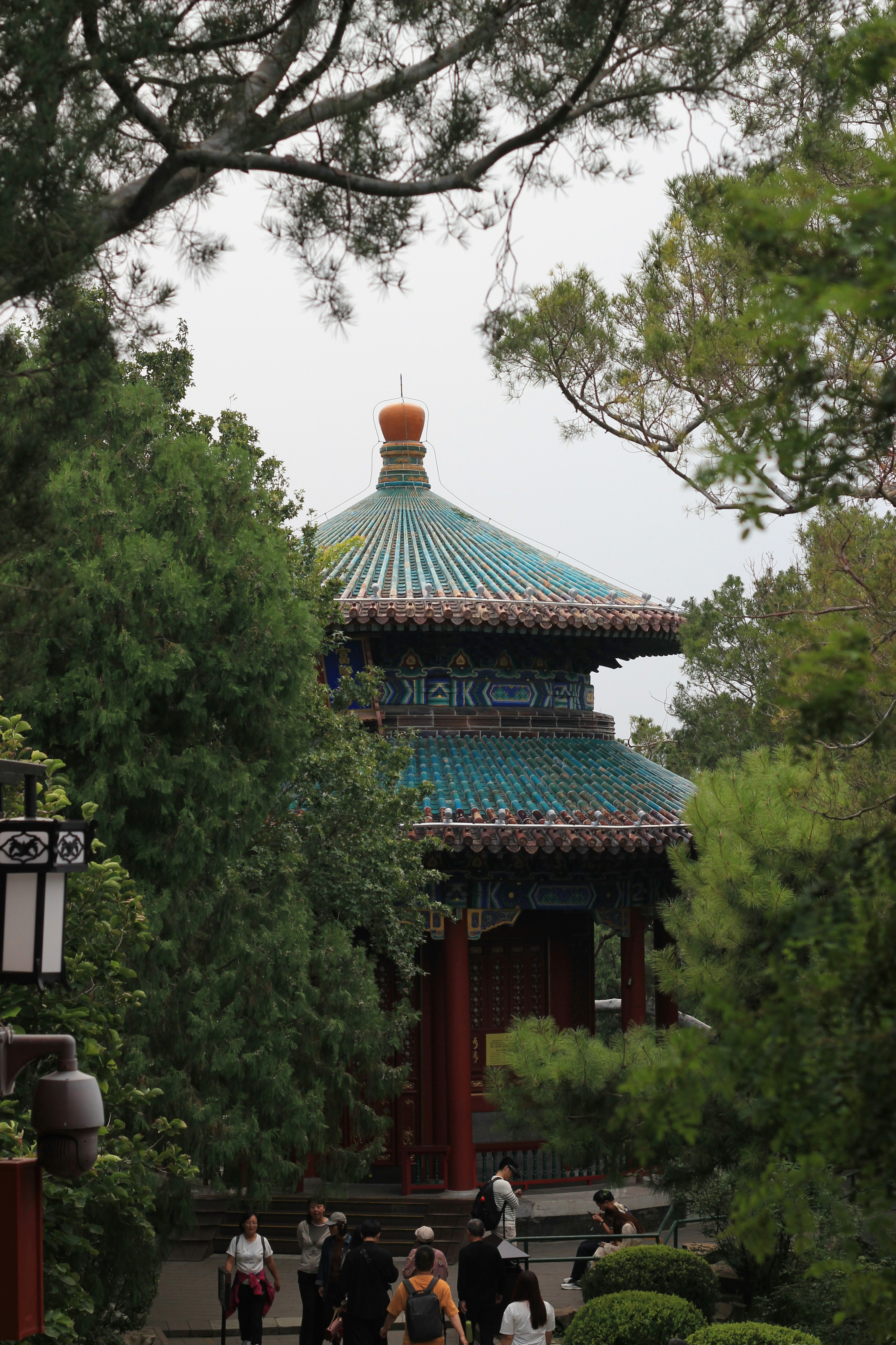 Pagoda Amid Pines: A Quiet Path to an Ornate Roof
