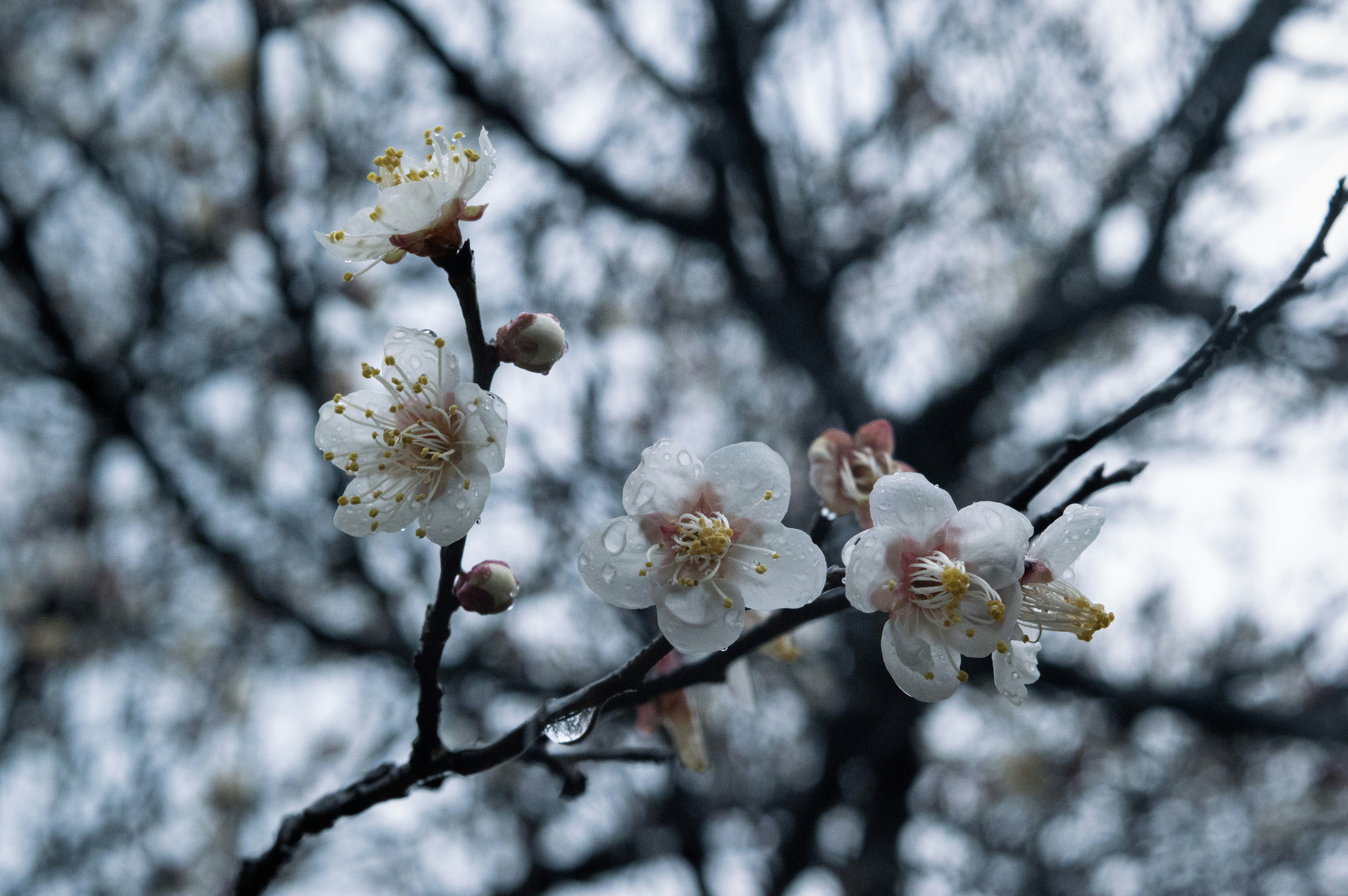 Blossoms in Focus Against a Whispering Sky