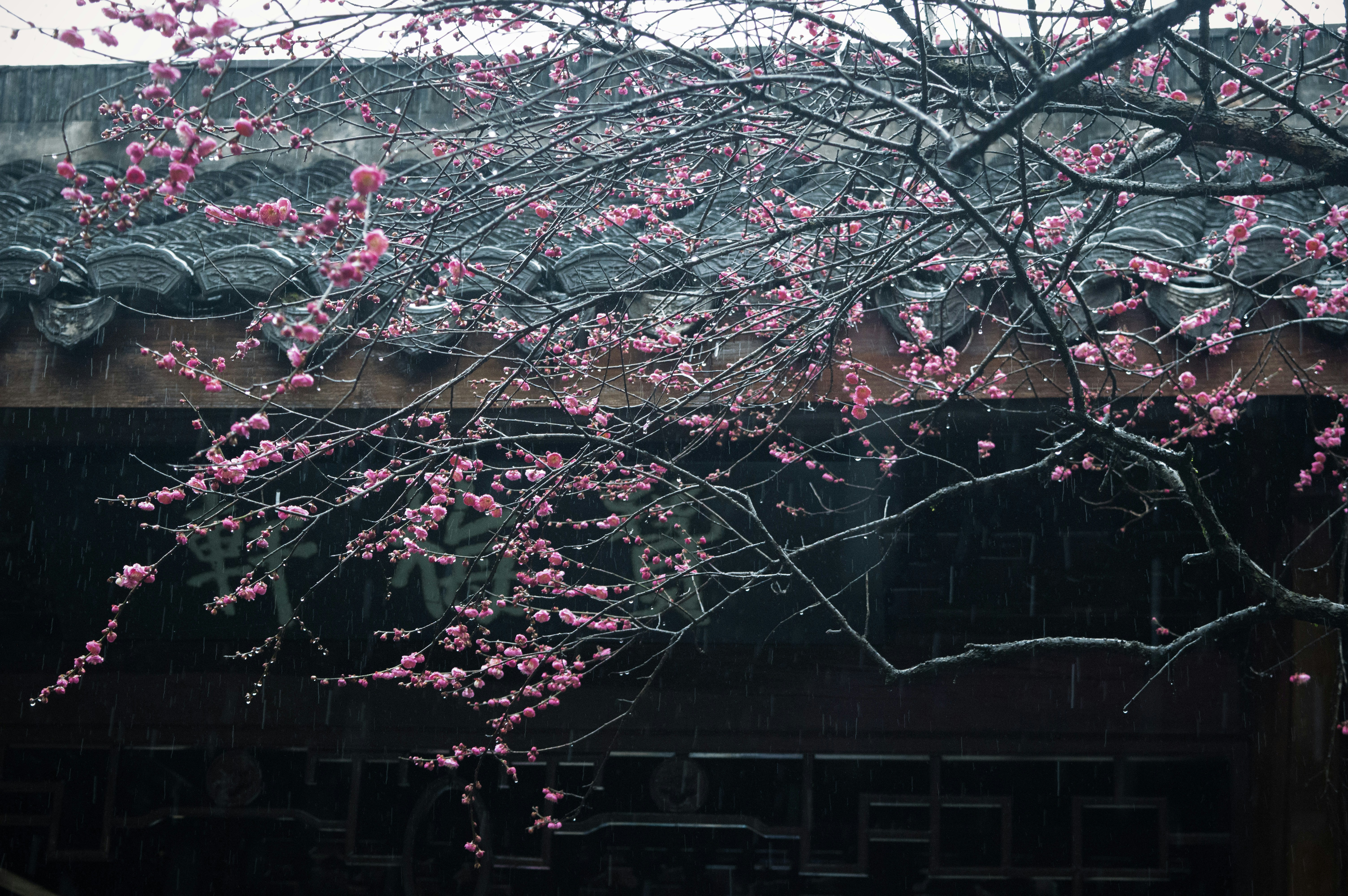 Pink blossoms threading a raindrop-laced branch over a dark facade