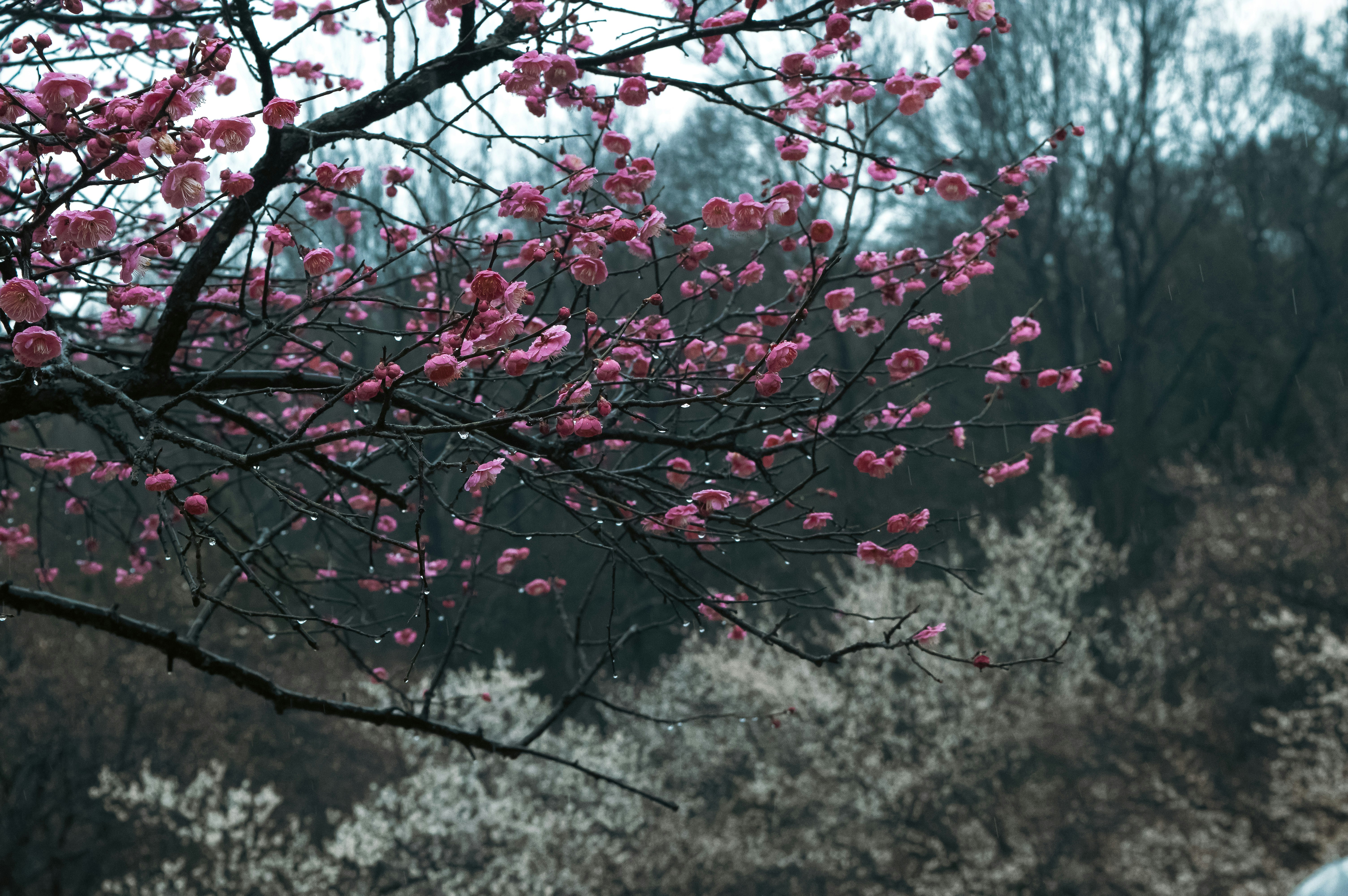 Blossoms on a Quiet Branch Against Dusk Sky