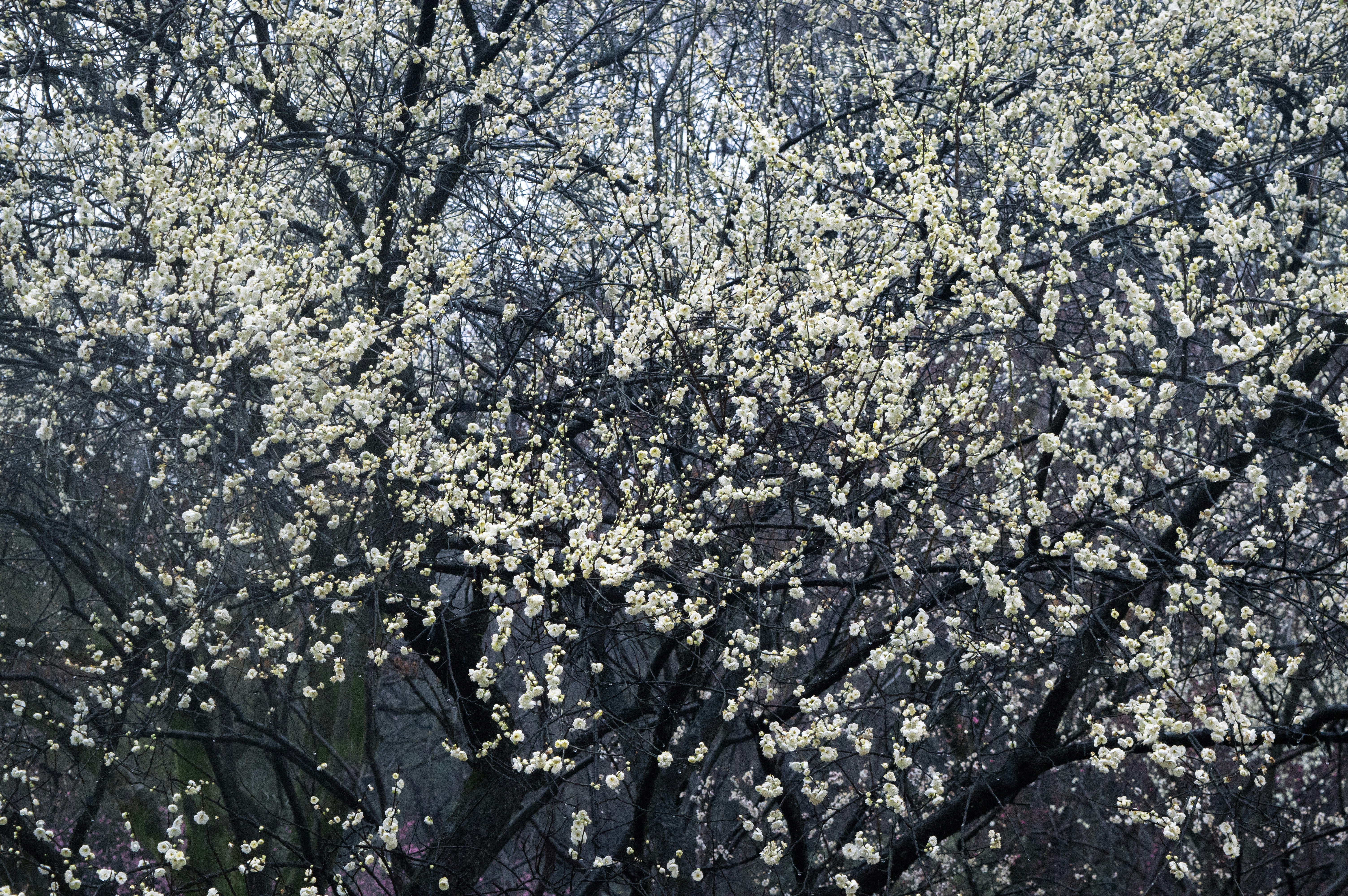 Blossoms Crown a Dark Trunkscape