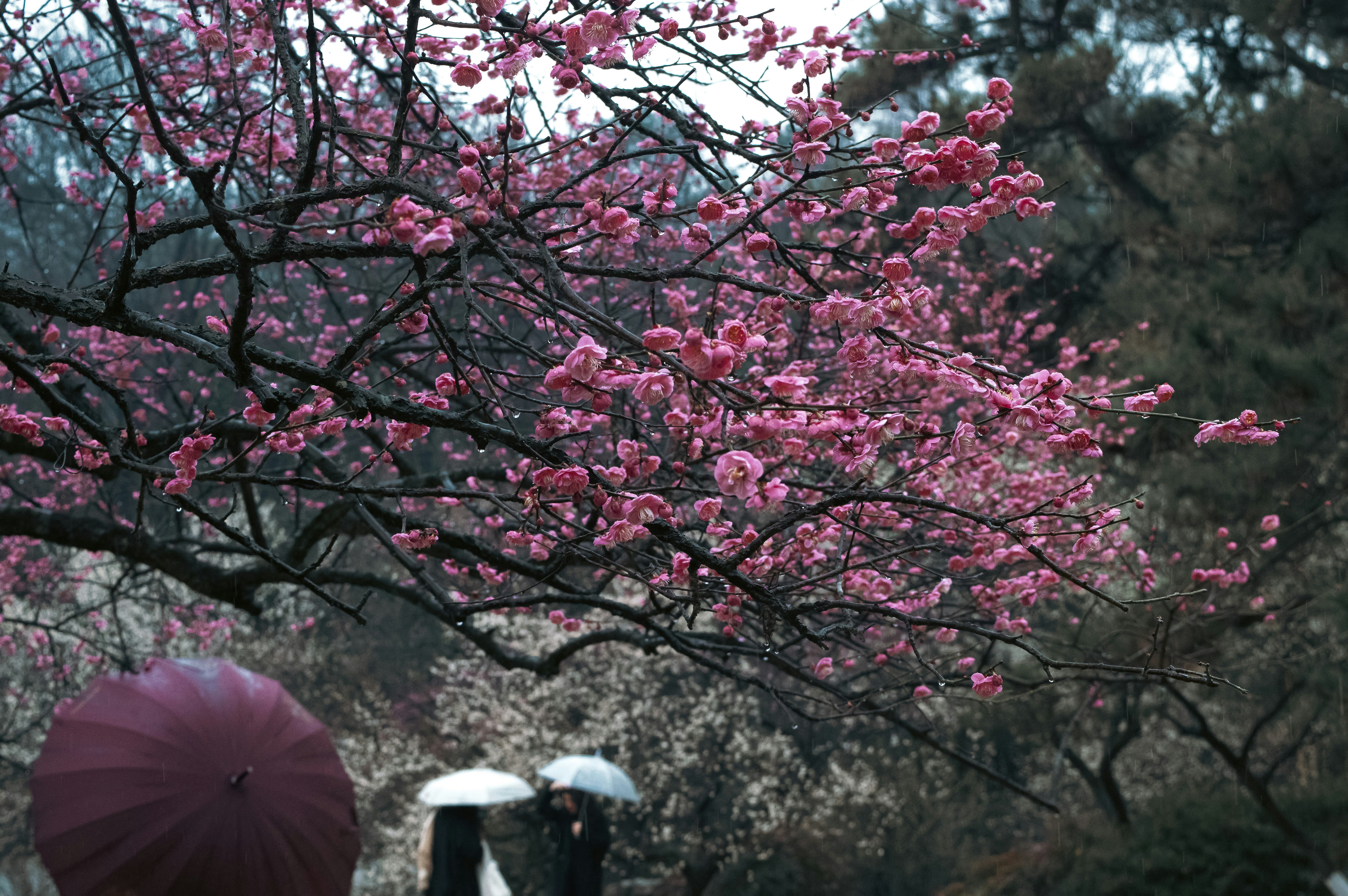 Pink Blossom Canopy Over a Quiet Park Path