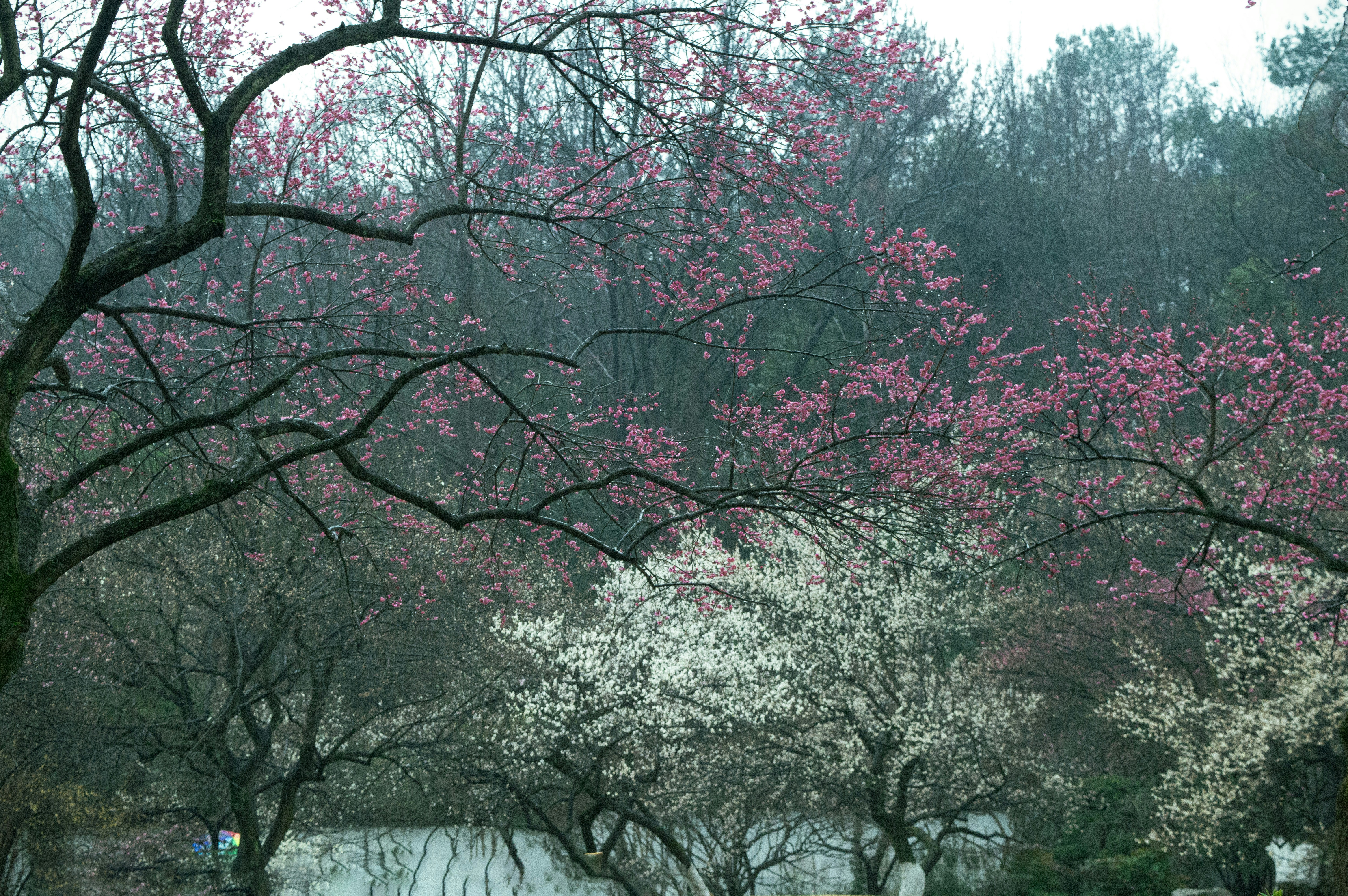 Blossoms above a tranquil lakeside trail