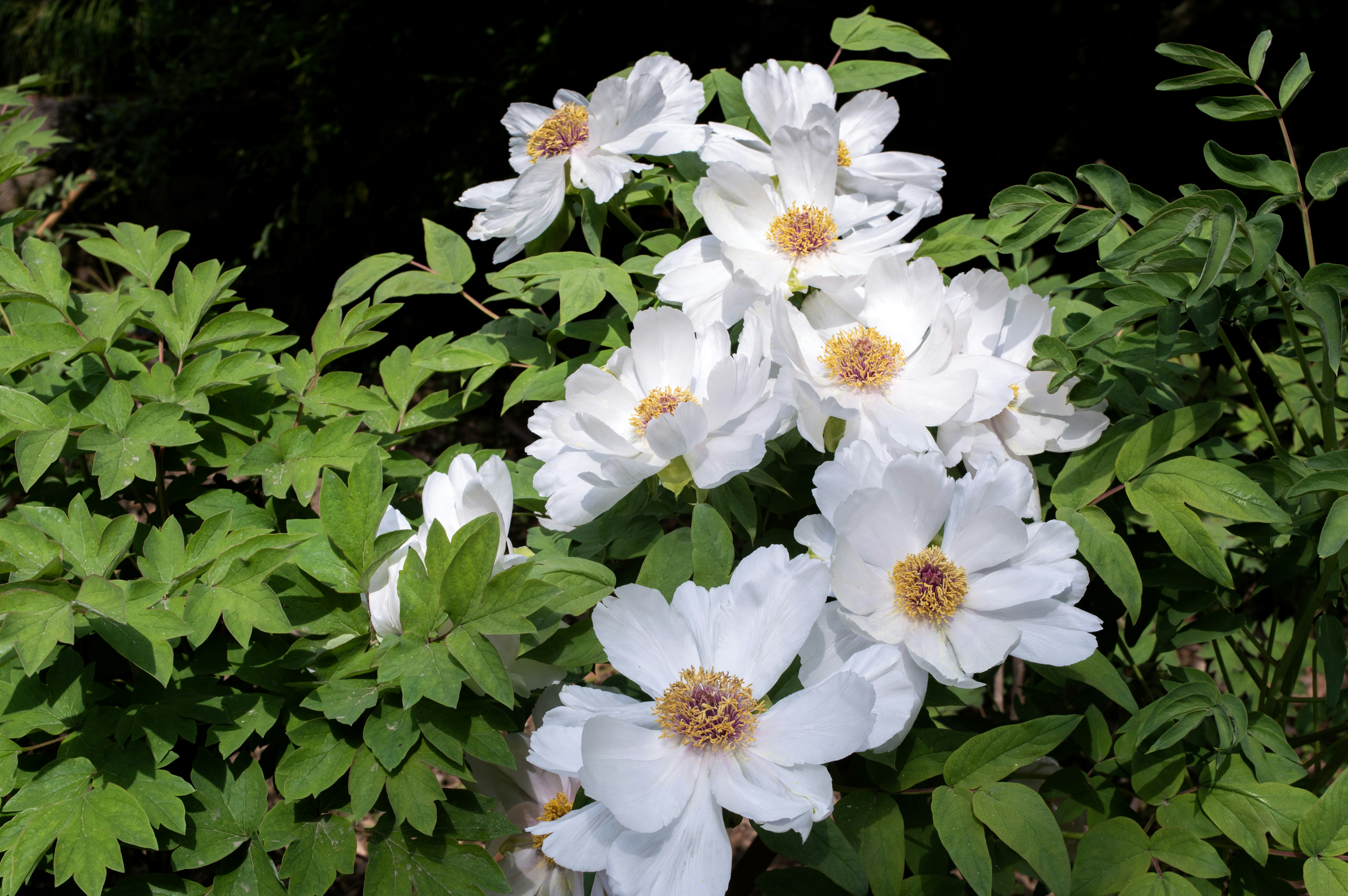 White bloom cluster in a sunlit garden edge