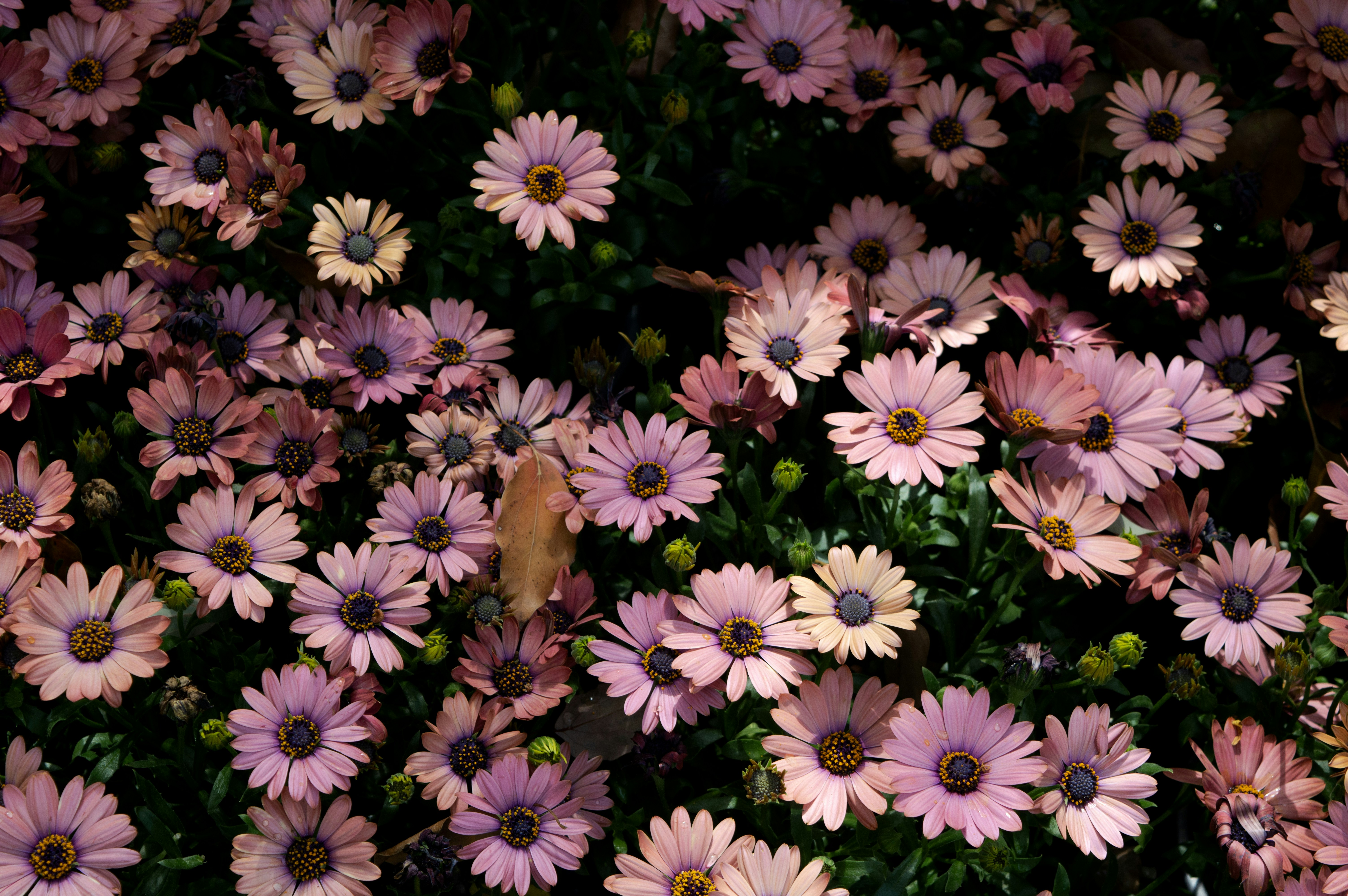 Mid-Summer Bloom: Pink Daisies Carpet a Shaded Patch