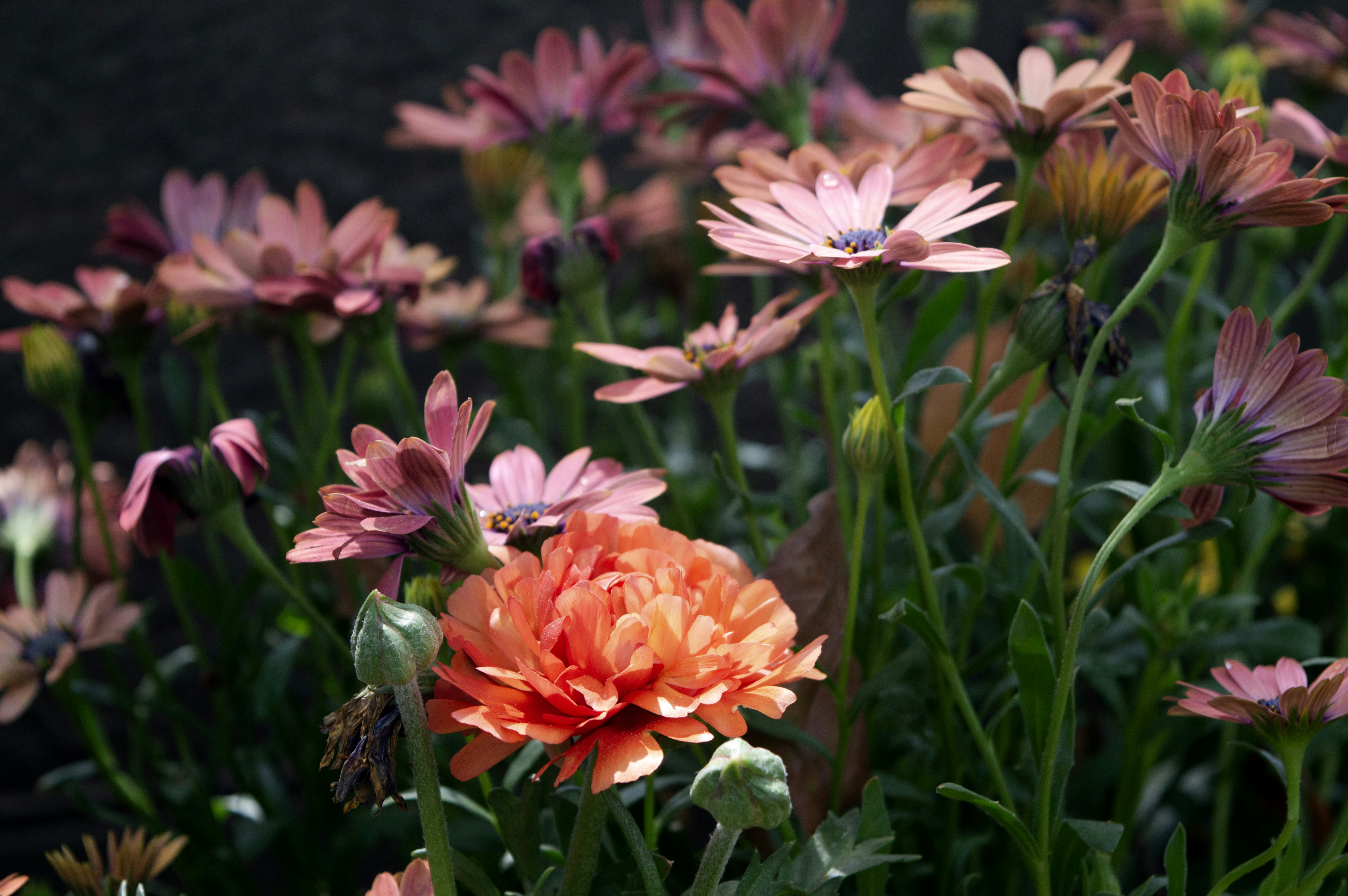 Orange blossom centerpiece amid pastel-pink daisies
