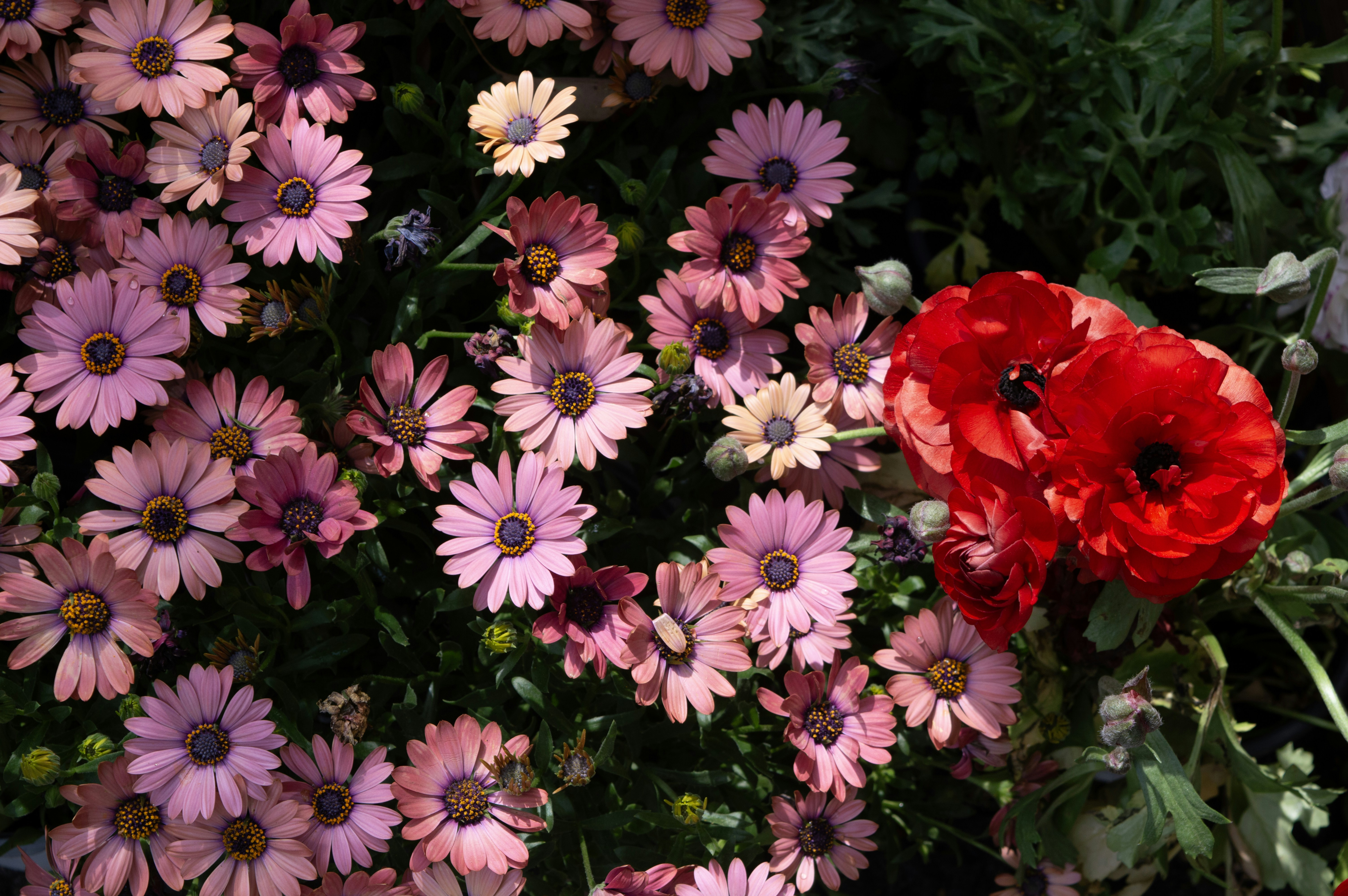 Crimson Blossom Among Whispering Prairies