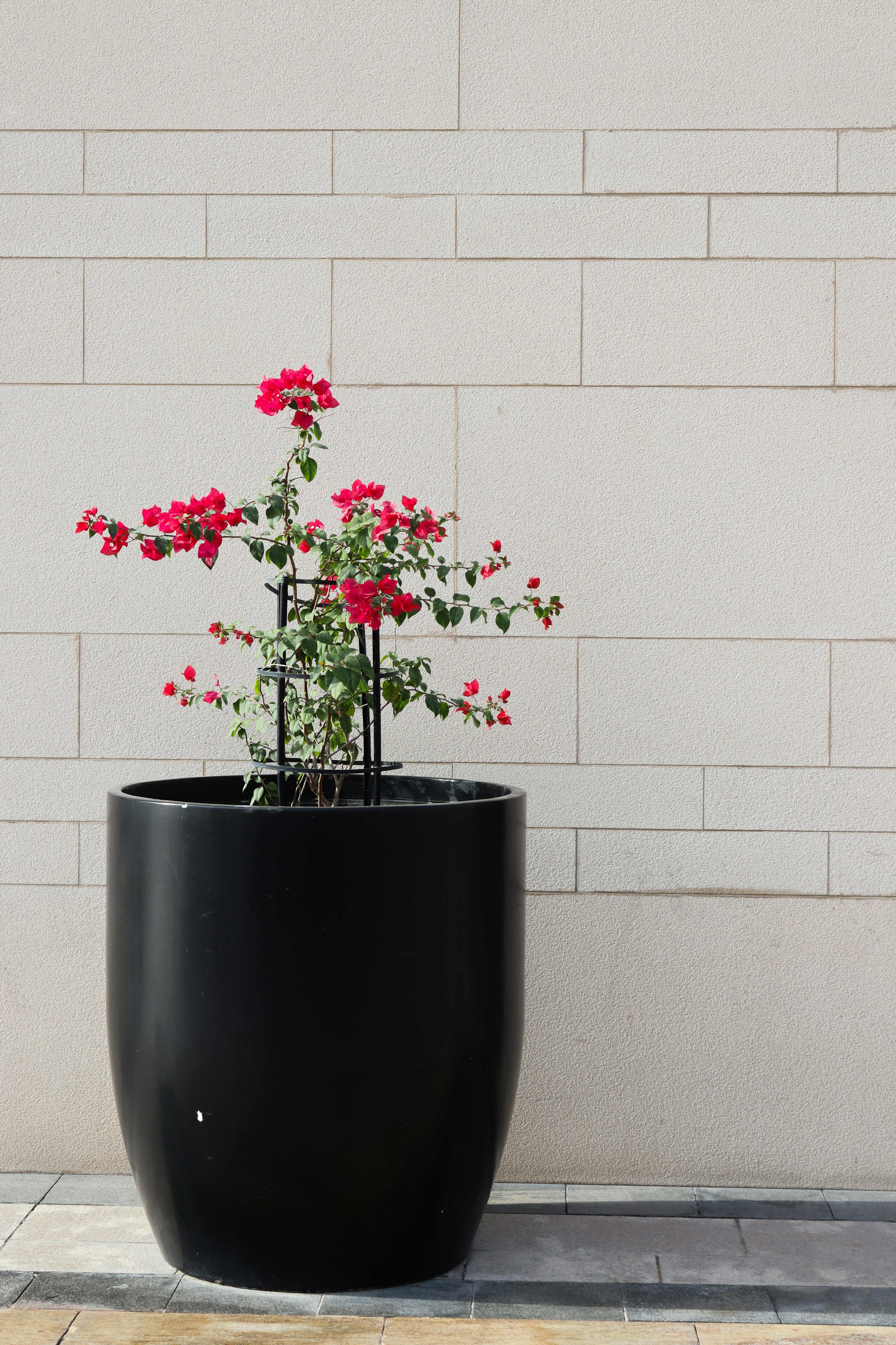 Red Rose Globe in a Minimal Concrete Frame