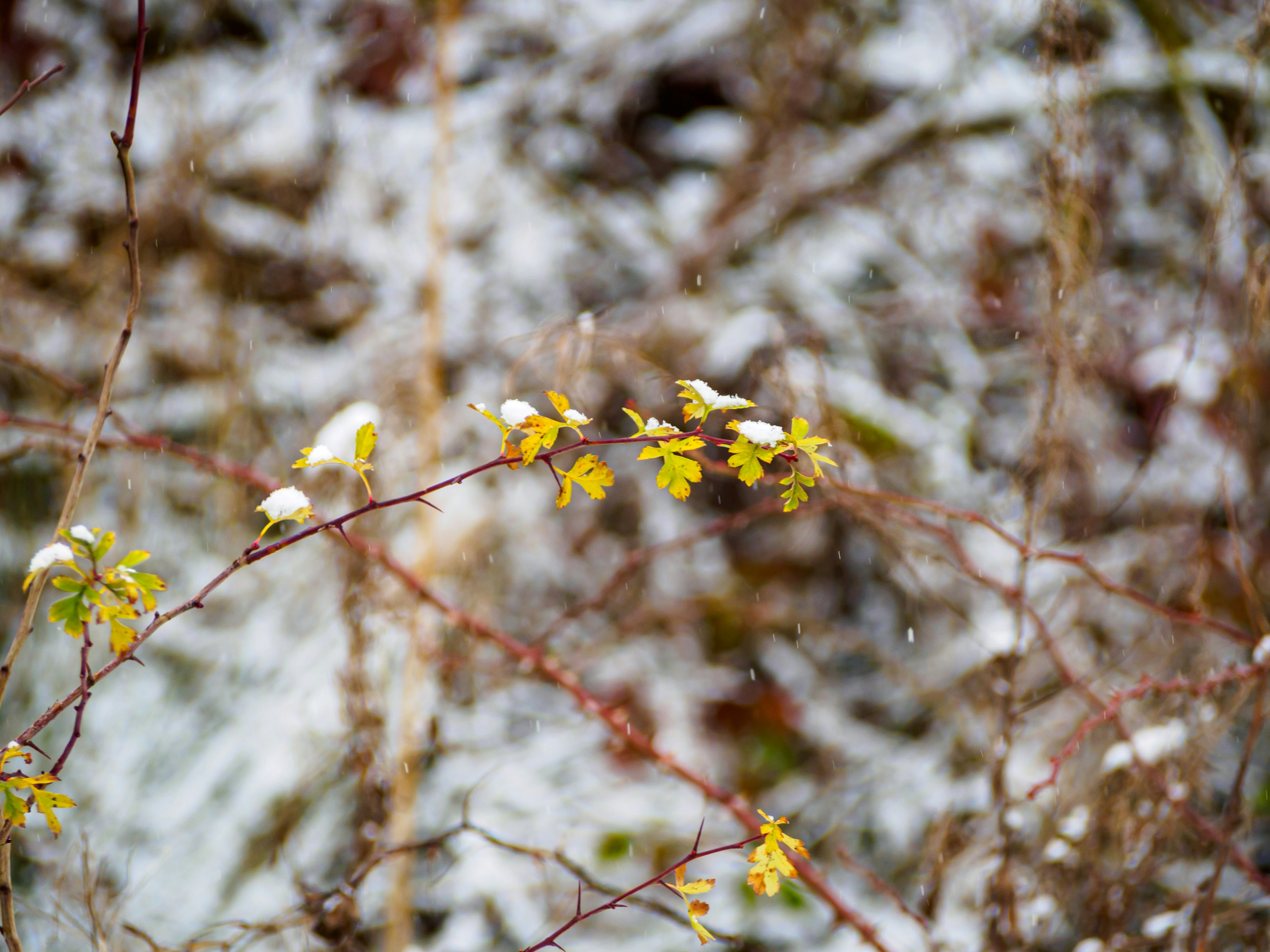 Tender Spring Ferns Shrugging Through Frost