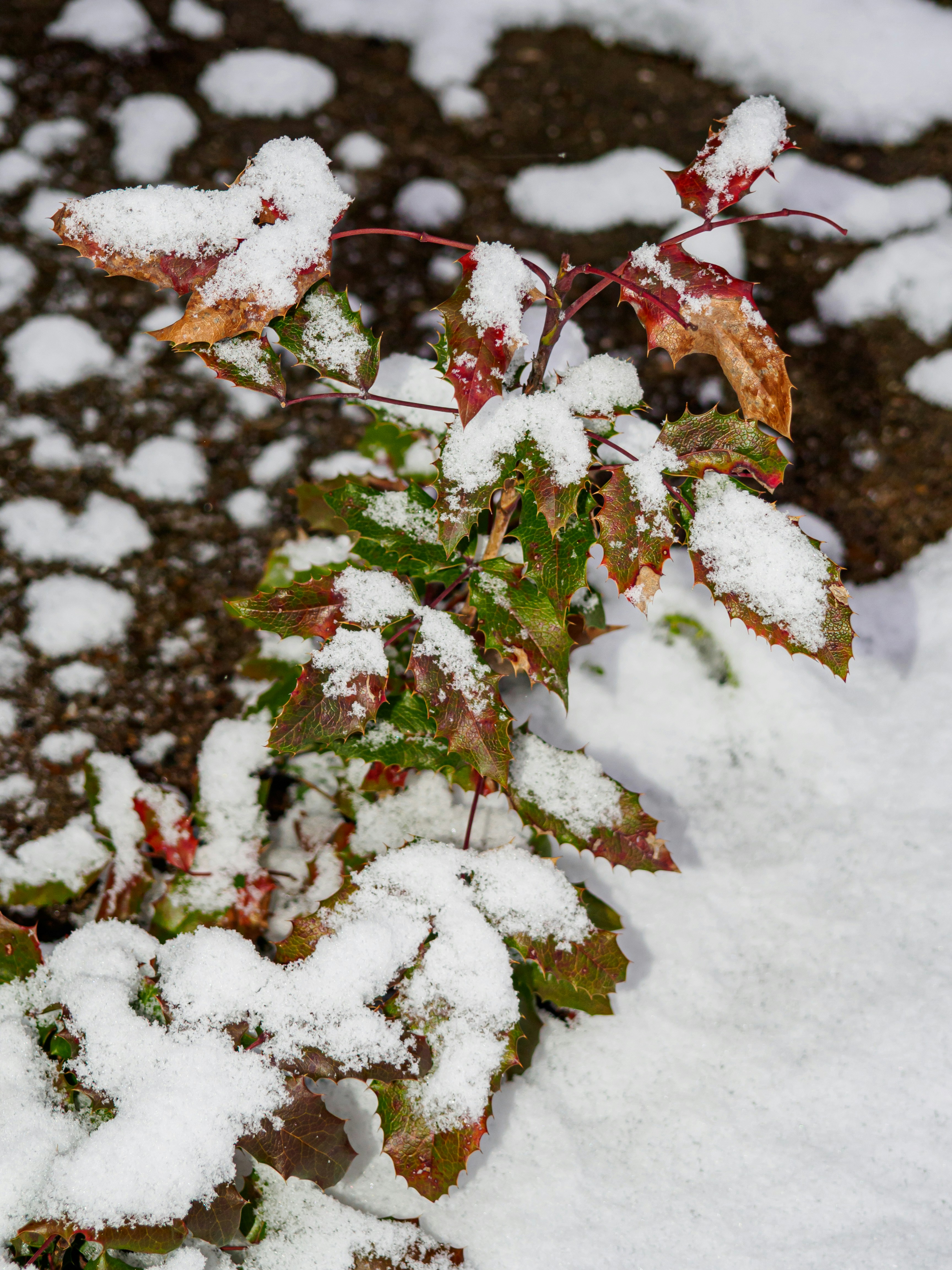 Snow-kissed holly sprouts guard a winter path