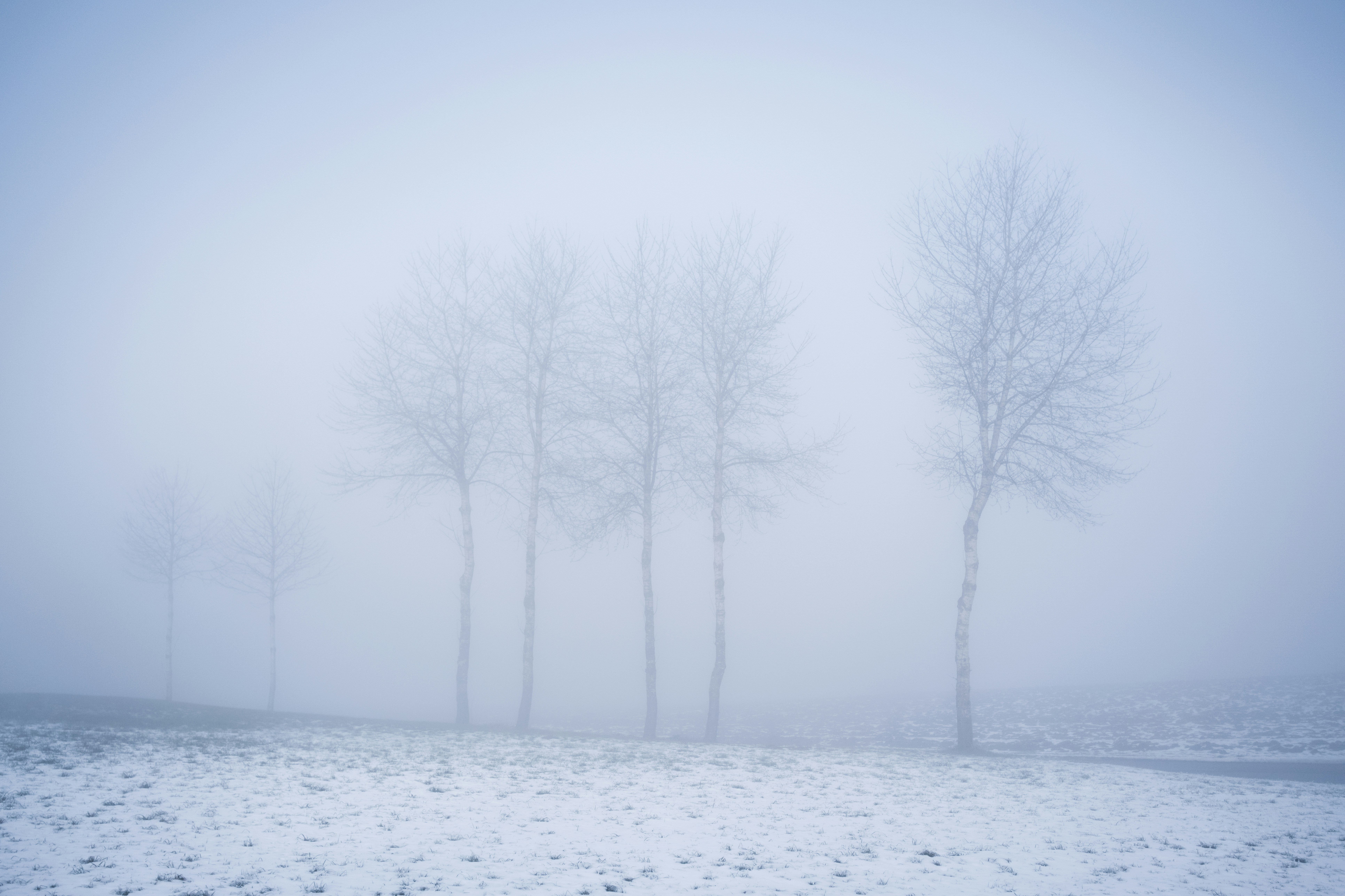 Line of Ghostly Trees in Fog over a Snow-Cerged Field