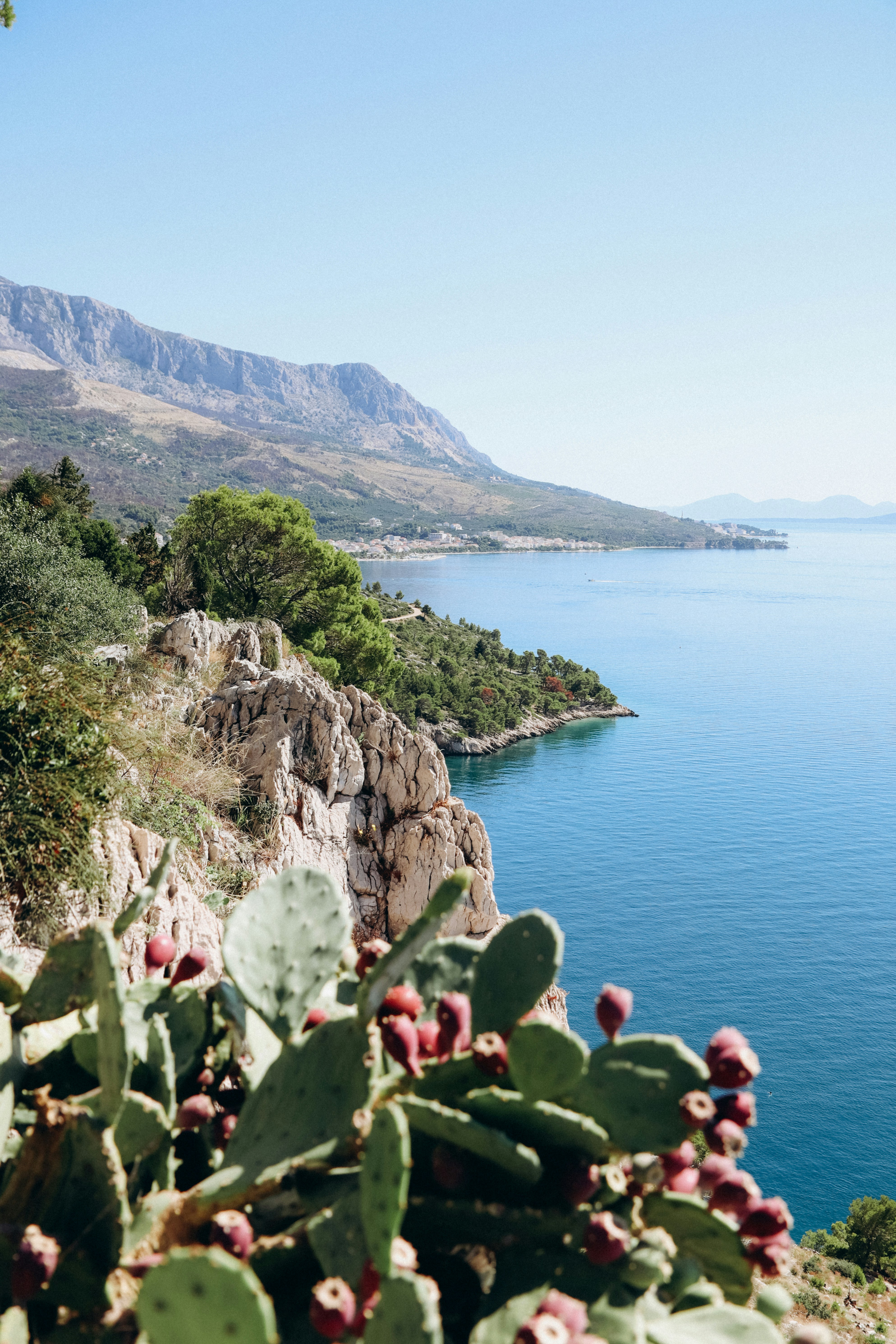 Cactus and Coastline: Pink FruitsFringing the Cliffside