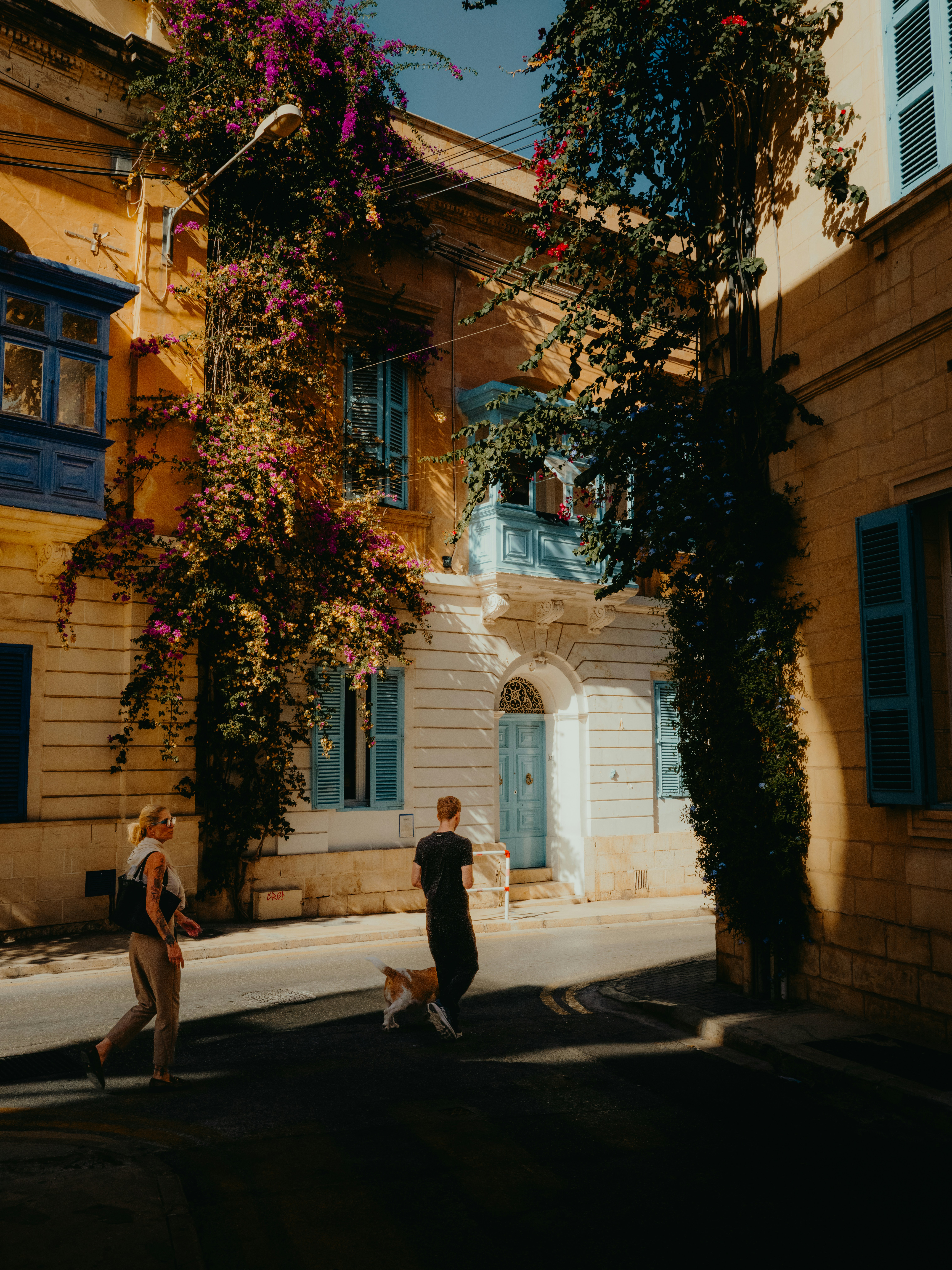 Sunlit Street Portrait between Ivy and Blue Shutters