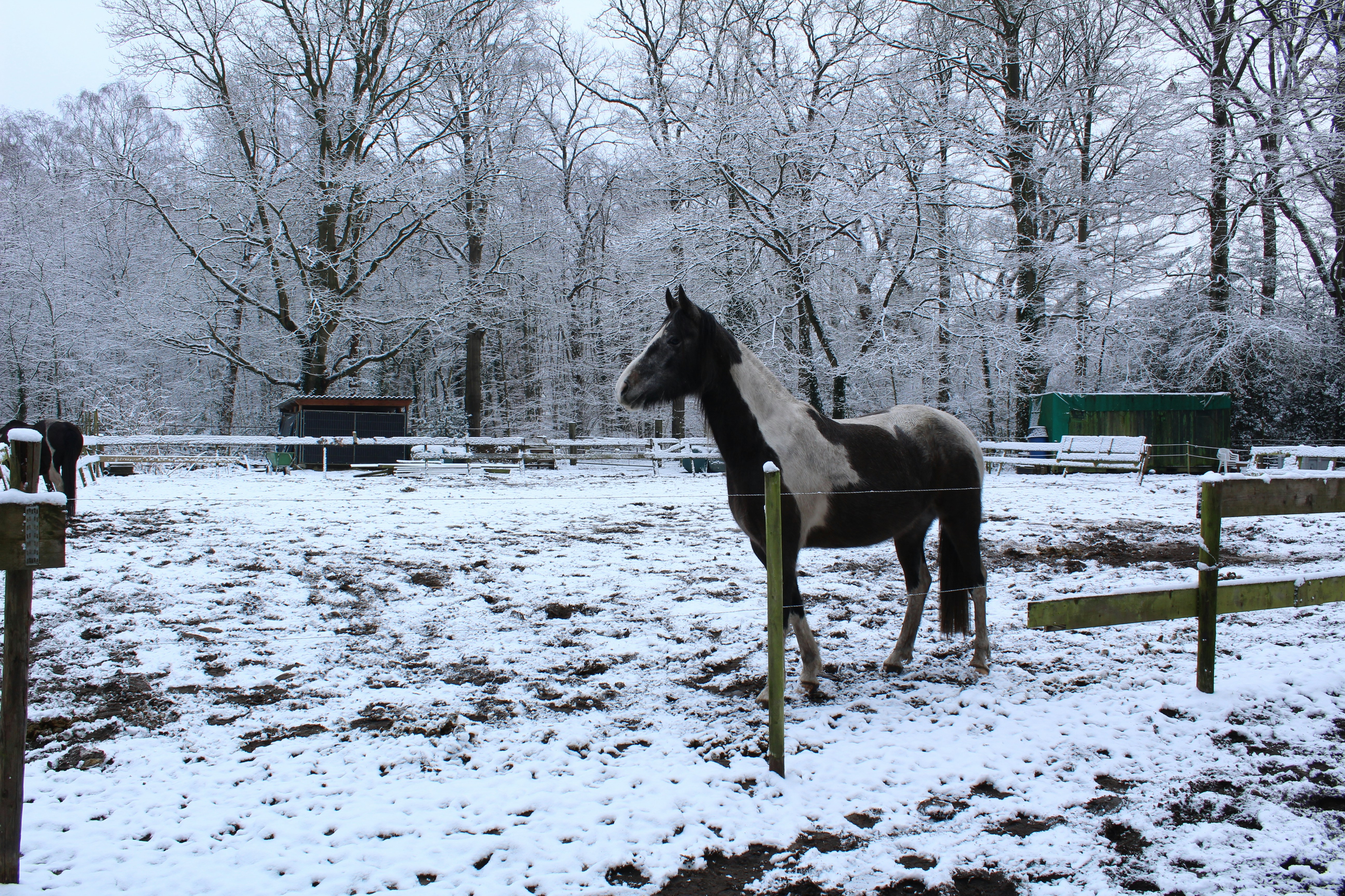 Winter Whispers: A Lone Horse in a Snow-Kissed Stableyard