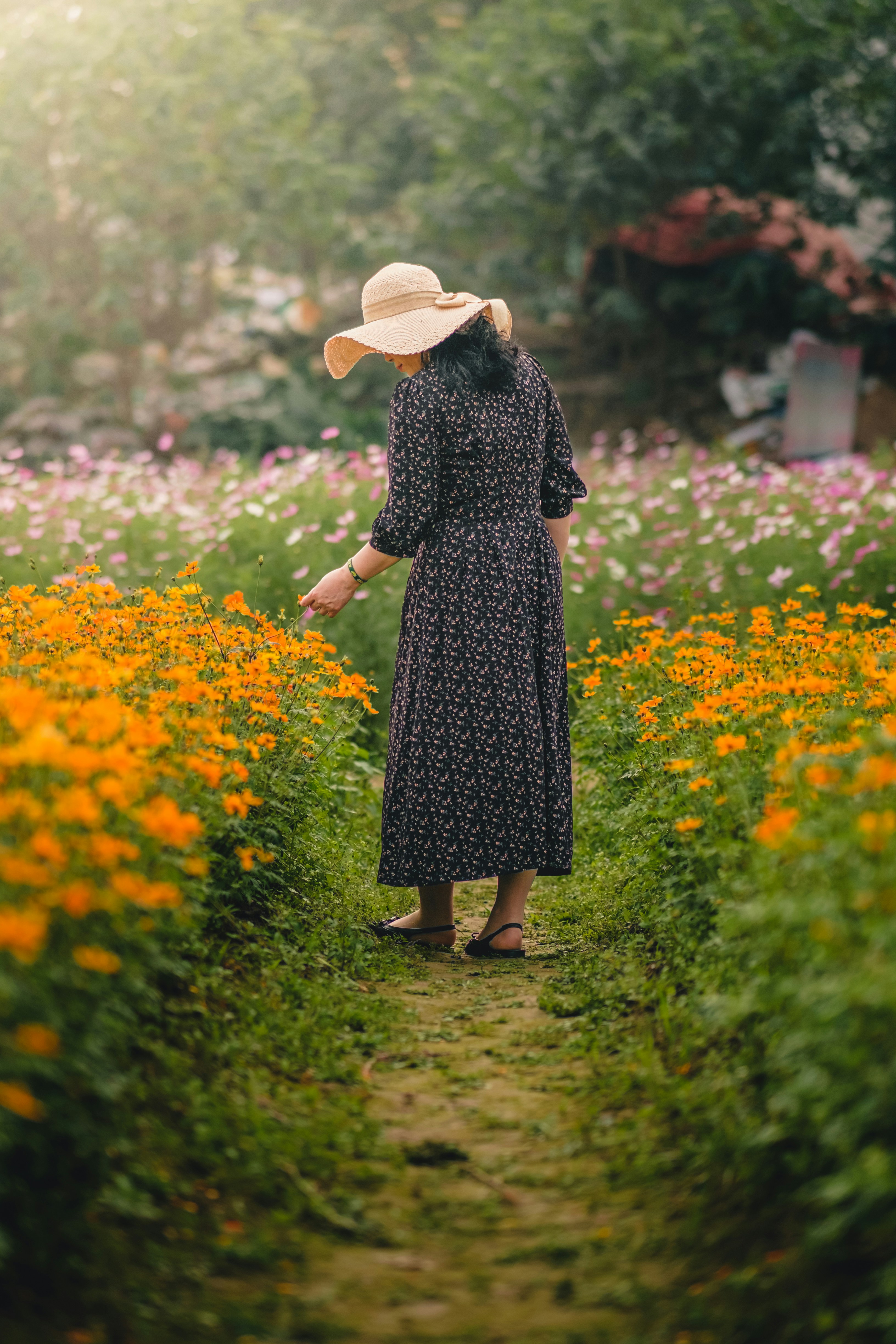 A Quiet Walk Through Golden-Flower Aisles
