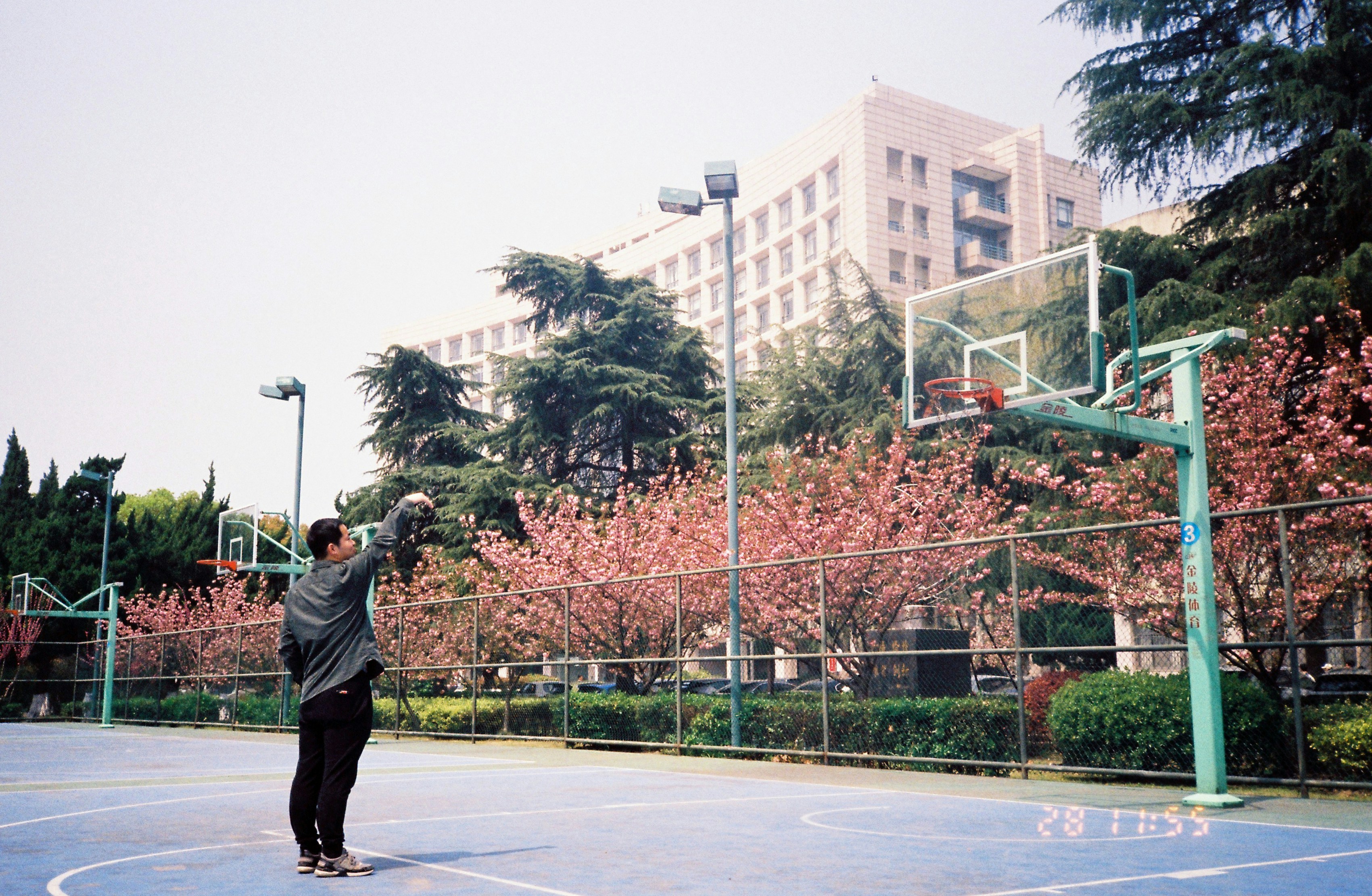 Basket on a Blooming Court: A Player Takes Aim Under Cherry-Colored Trees
