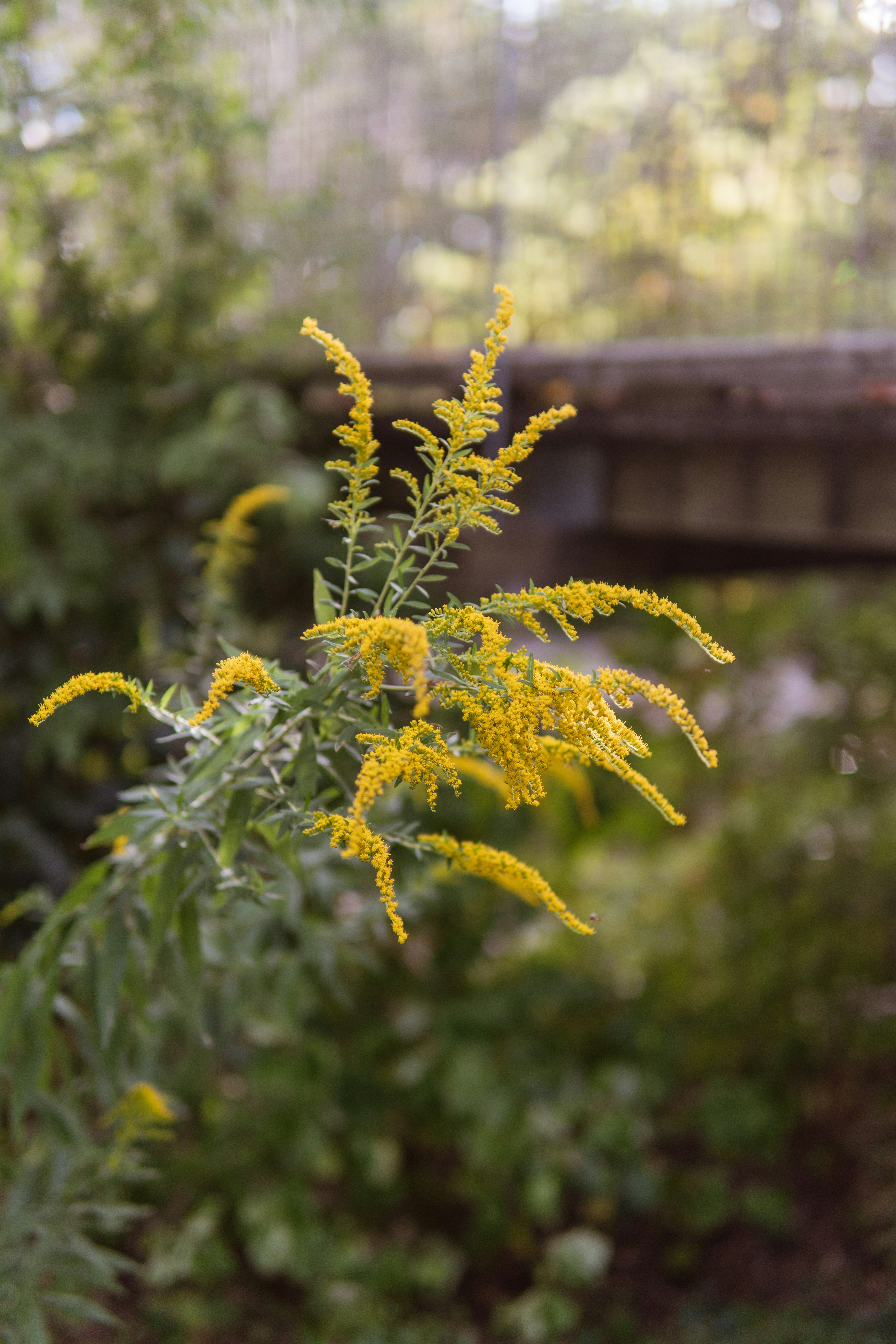 Goldenrod in Focus: Sunlit Ferns and a Weathered Fence