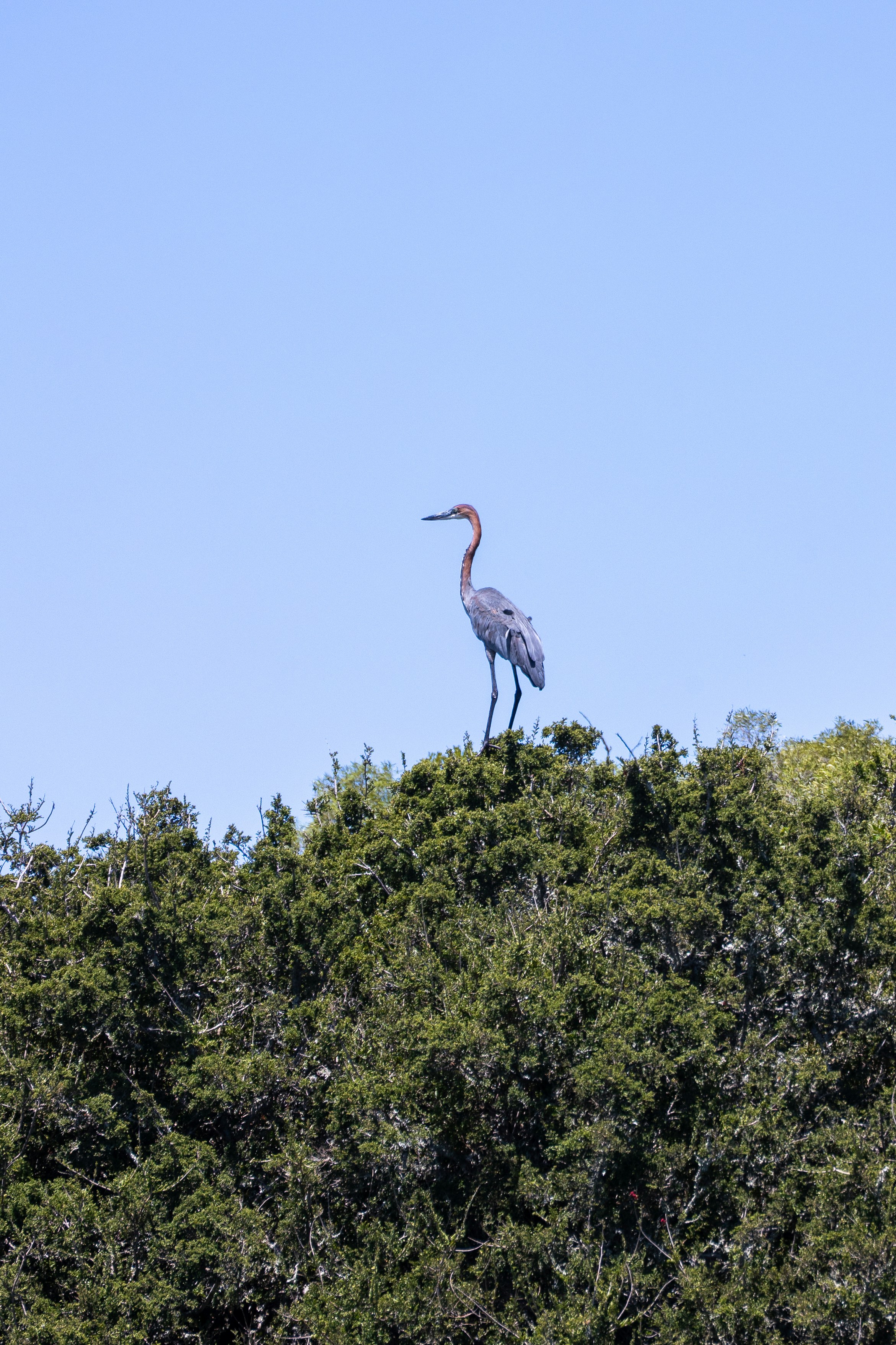 Heron on the Hill: A Silent Sentinel Against a Clear Sky