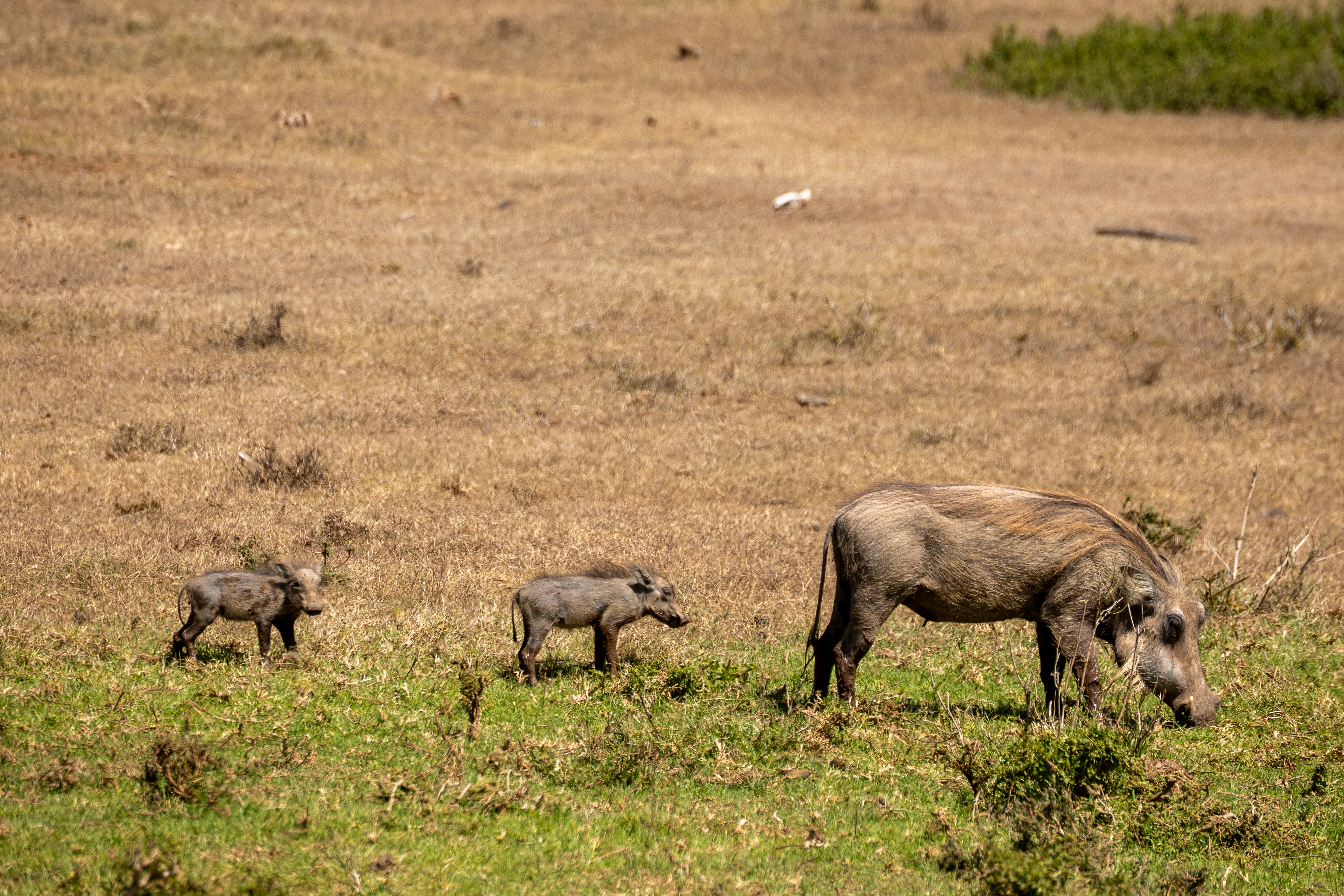 Mother Warthog with Two Cubs Crossing a Dry Grass Plain