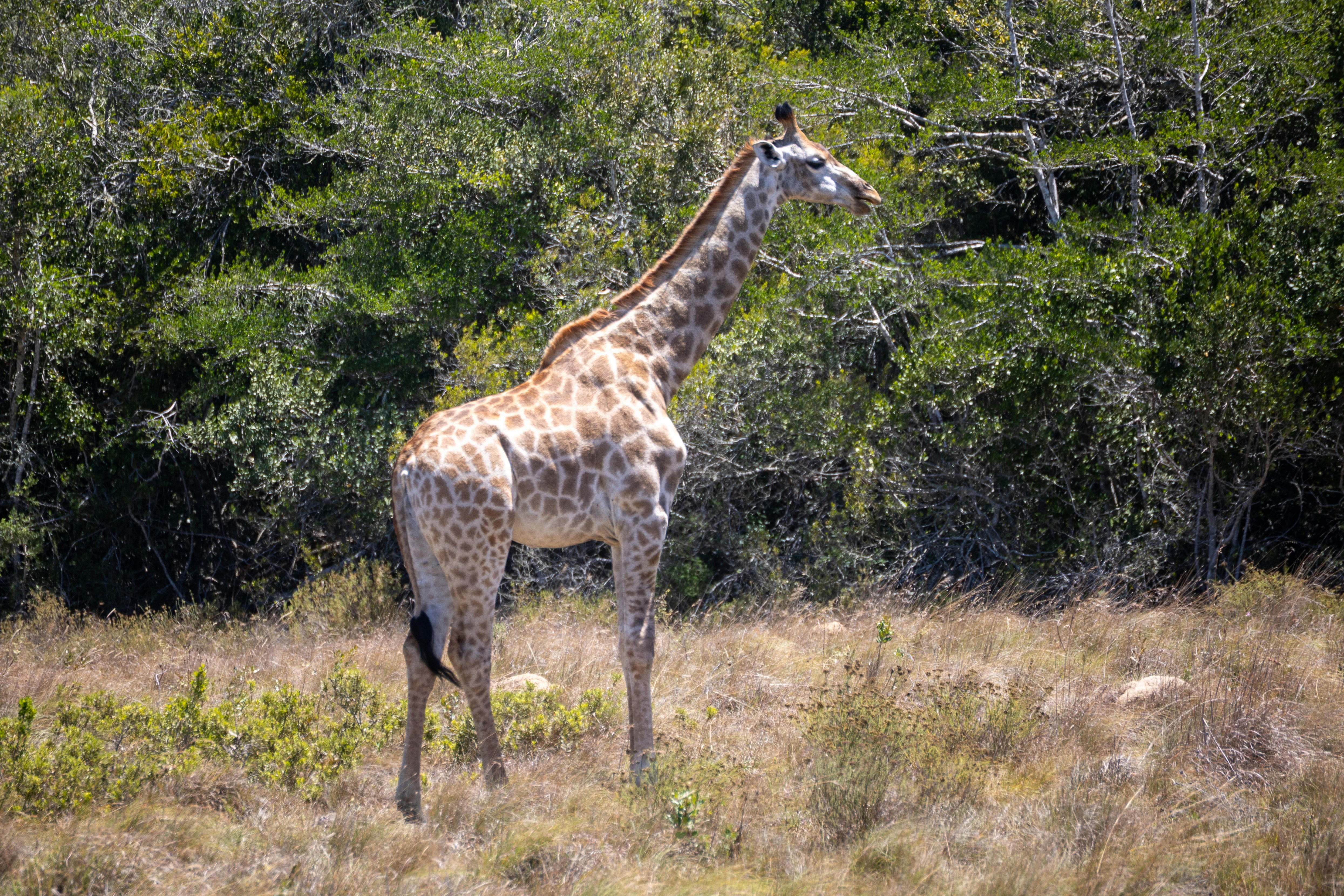 Giraffe in sunlit savanna: graceful silhouette against a leafy backdrop