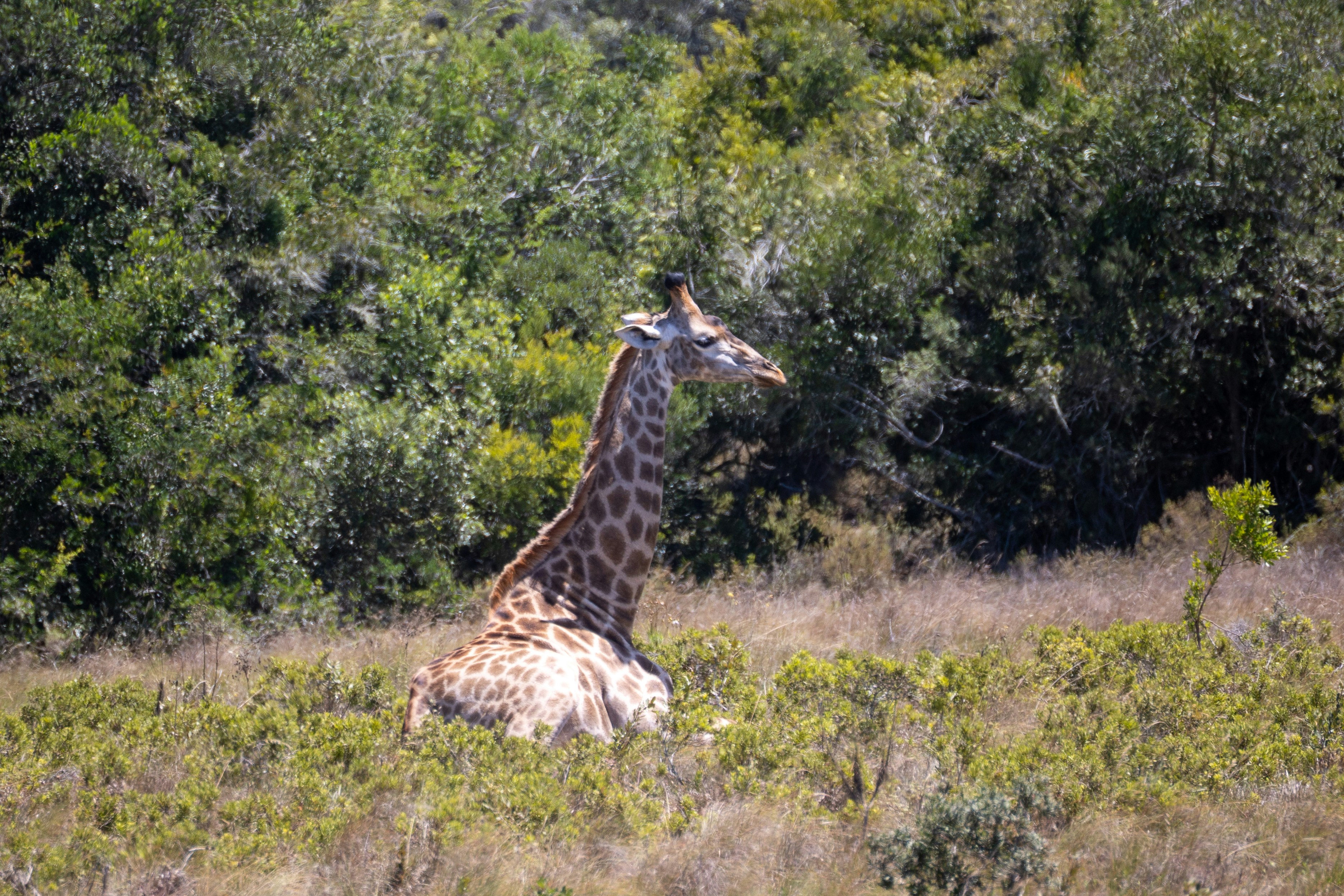 Giraffe Emerges from the Golden Scrub