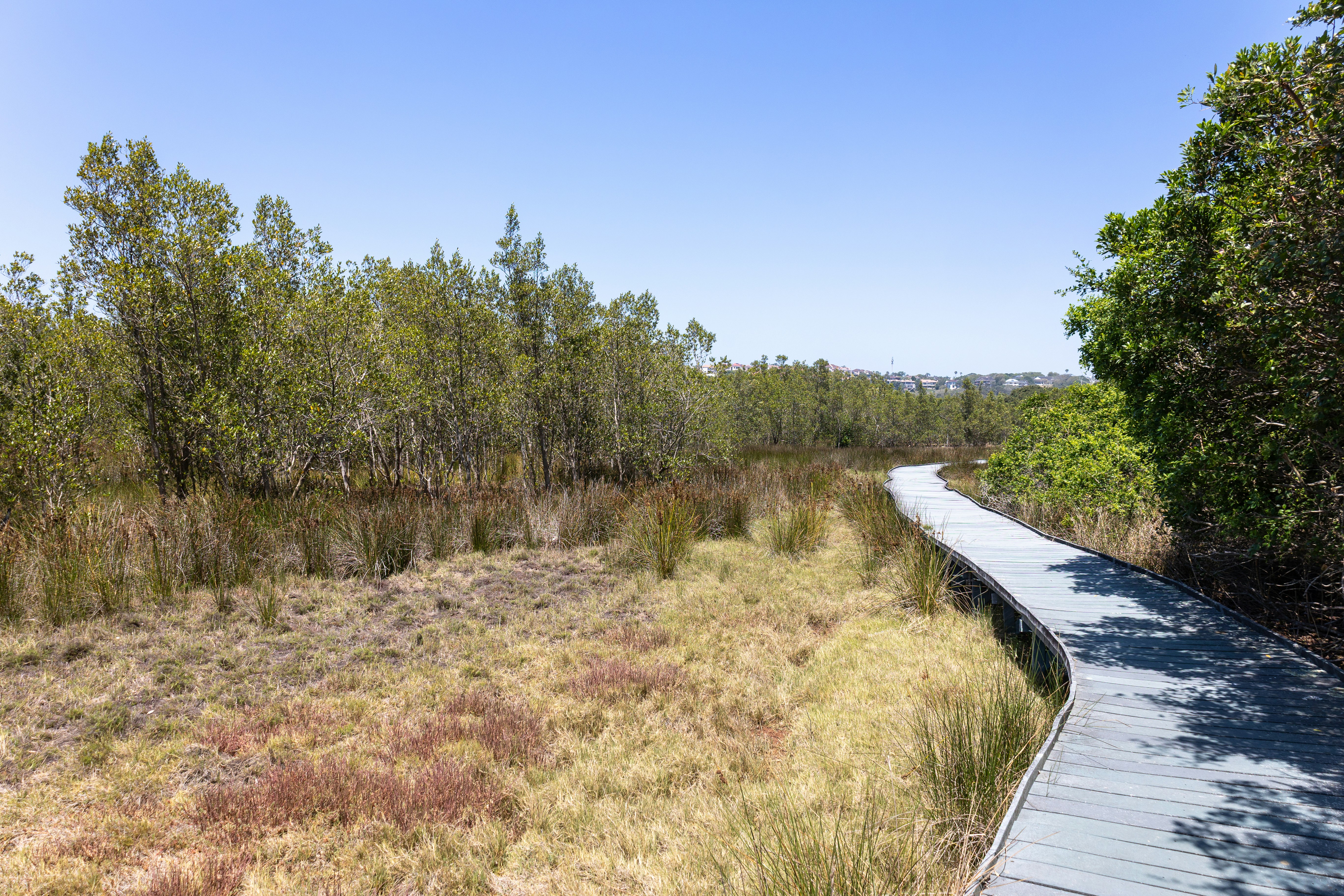 Boardwalk Through a Sunlit Wetland Corridor