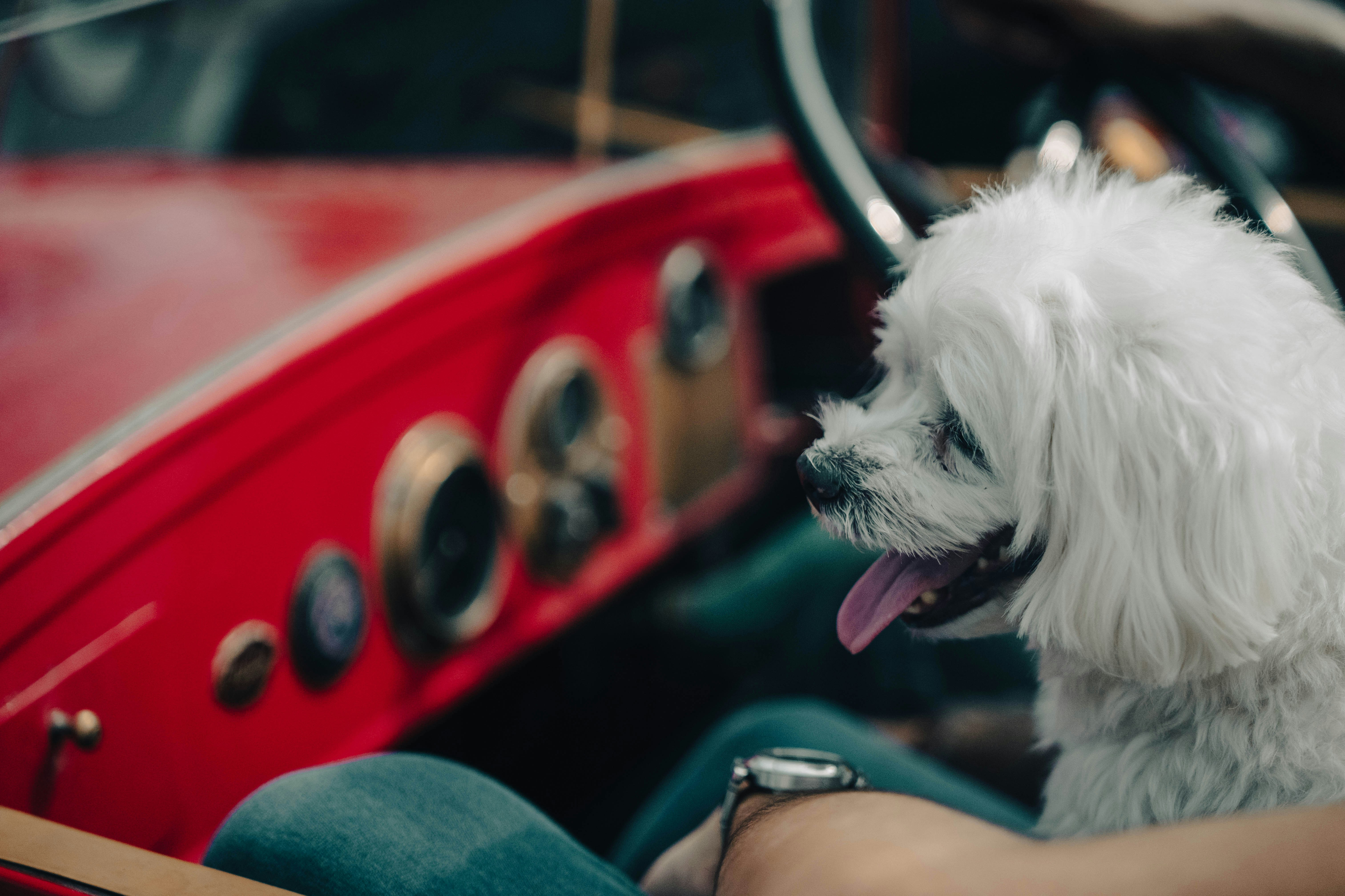 White Terrier at the Red Dashboard: A Quiet Ride Inside a Vintage Car