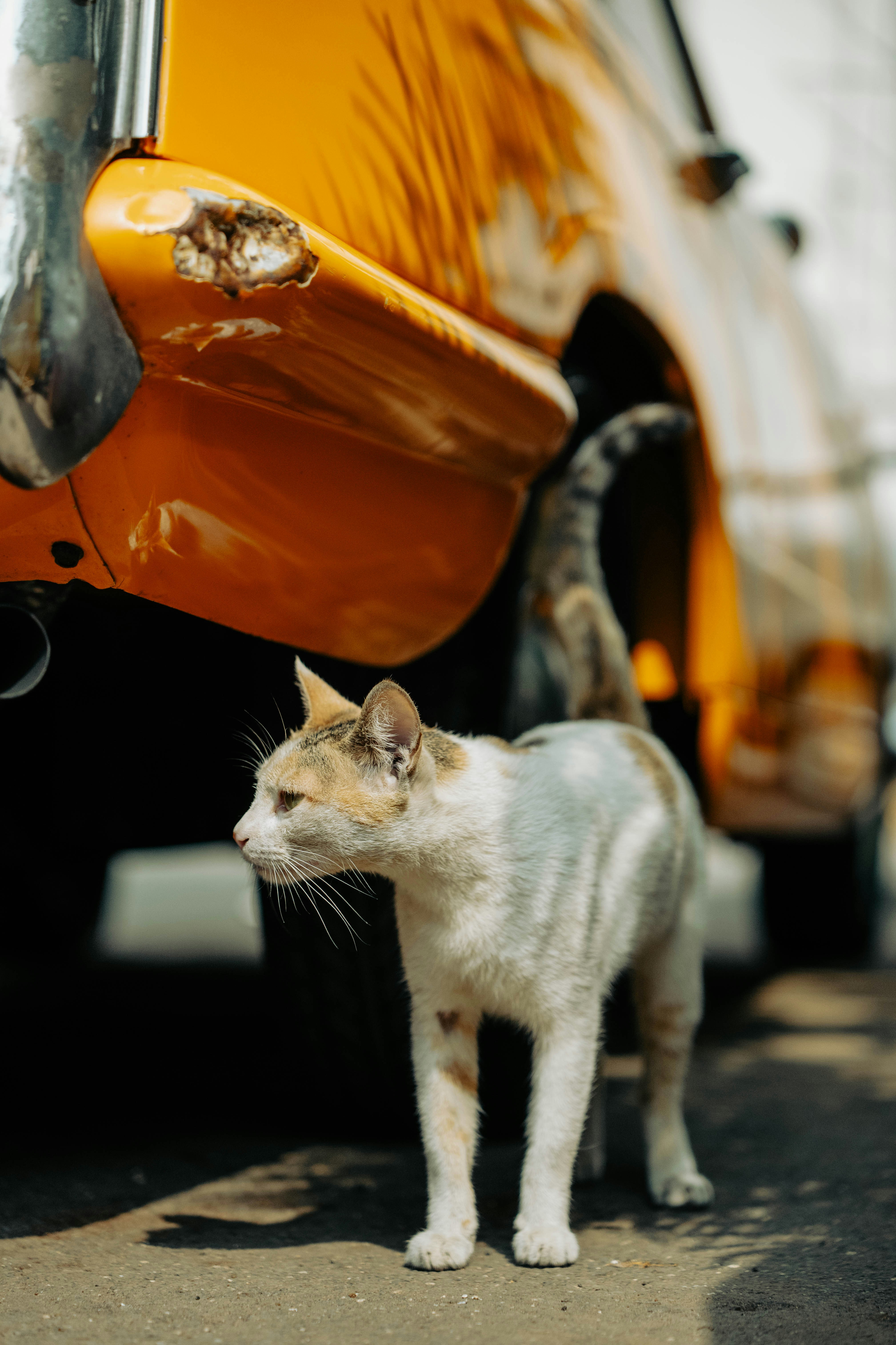 A cat stands near a vintage orange car.